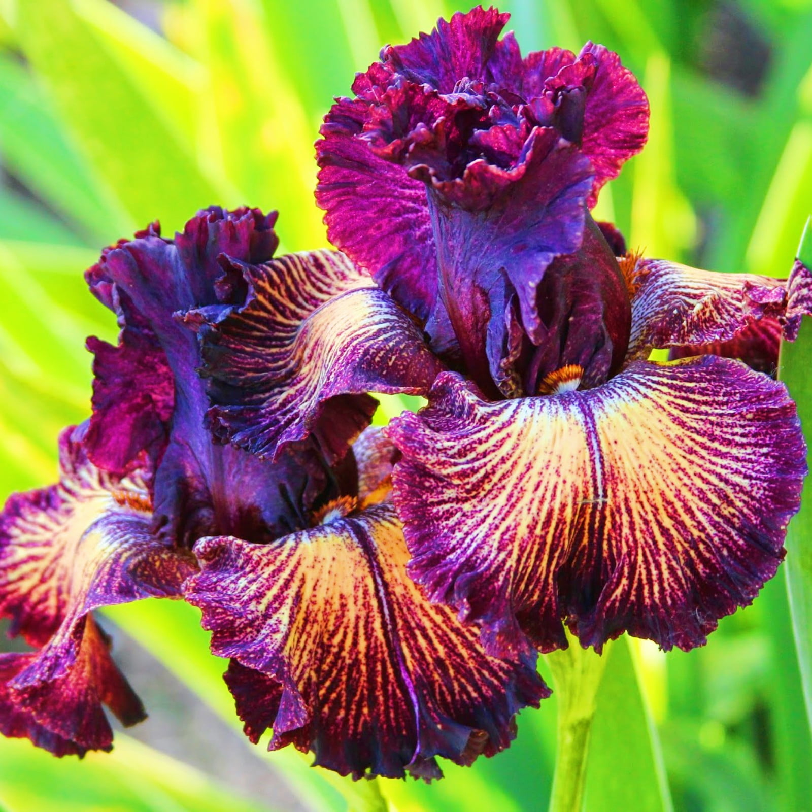 Iris Planting Indoors or Outdoor Gardens Gift Ready - Walmart.com