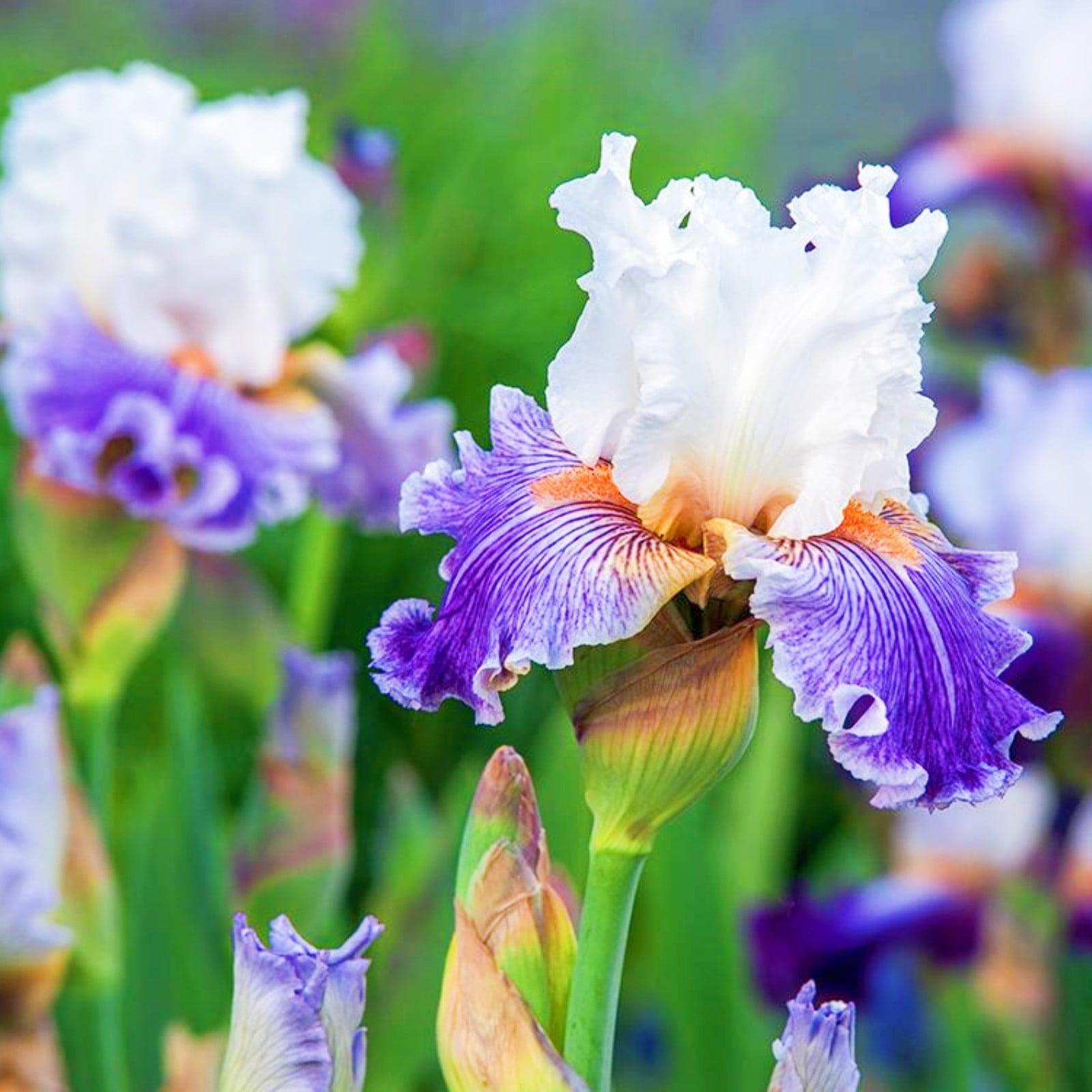 Iris Planting Indoors or Outdoor Gardens Gift Ready - Walmart.com