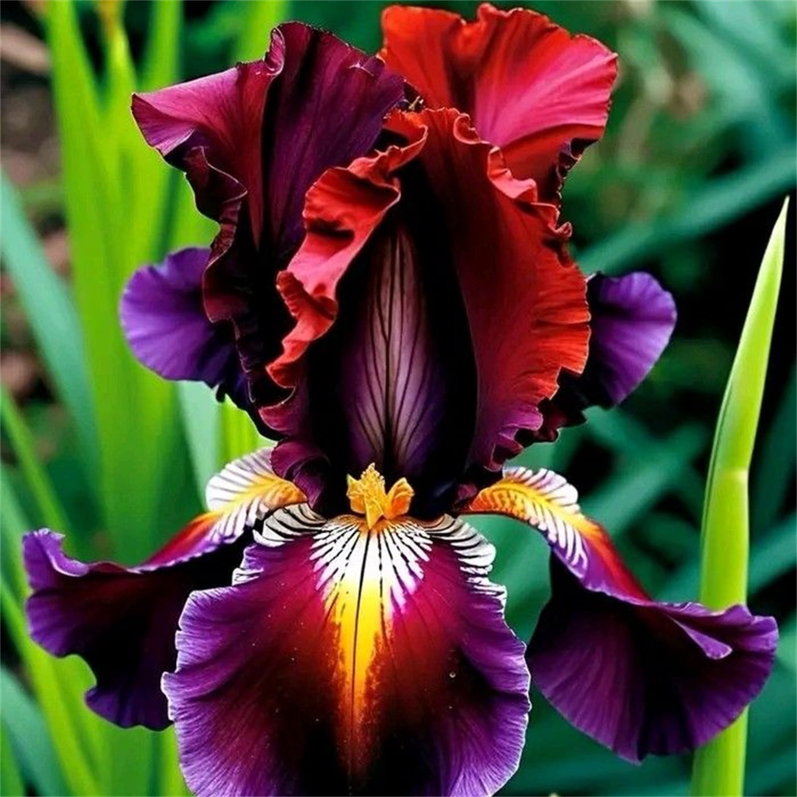 Iris for Planting-(Non-Artificial)-Beginner-Friendly Cultivation, Rapid ...