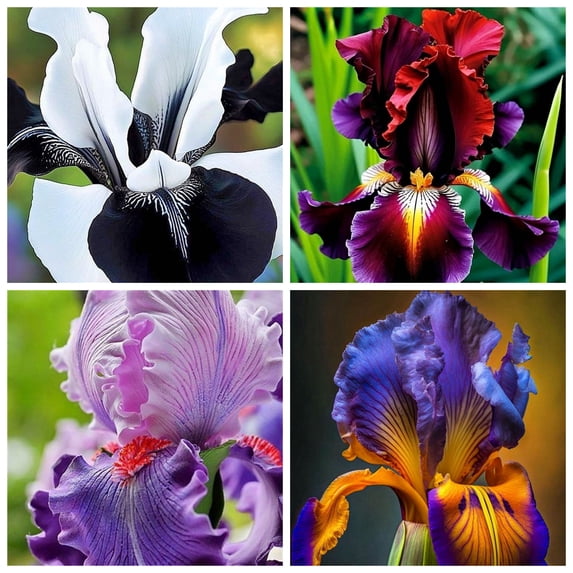 Iris for Planting-(Non-Artificial)-Simple to Cultivate, Fast ...