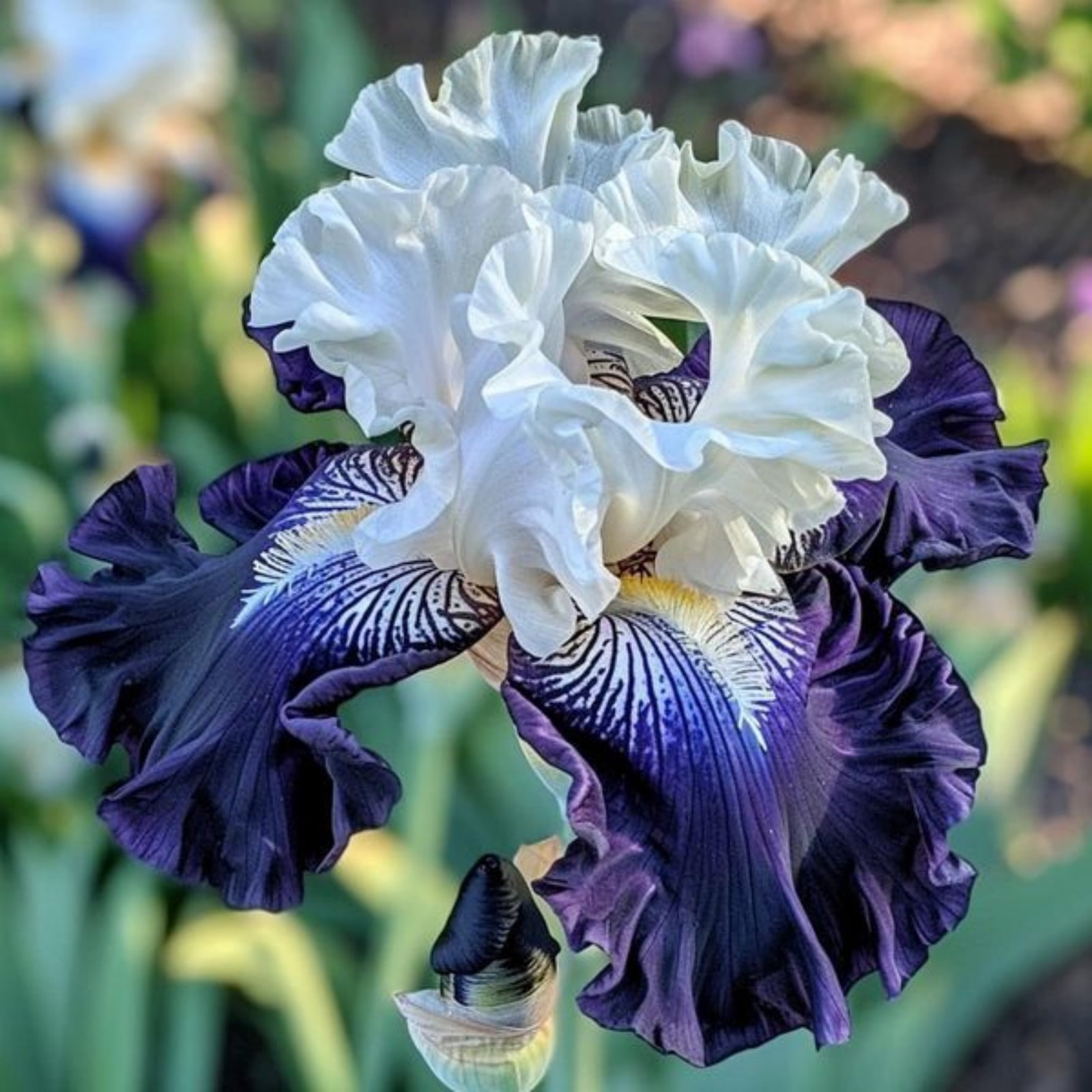 Iris Planting-Ornamental-Premium Garden Stakes-Home Decoration ...
