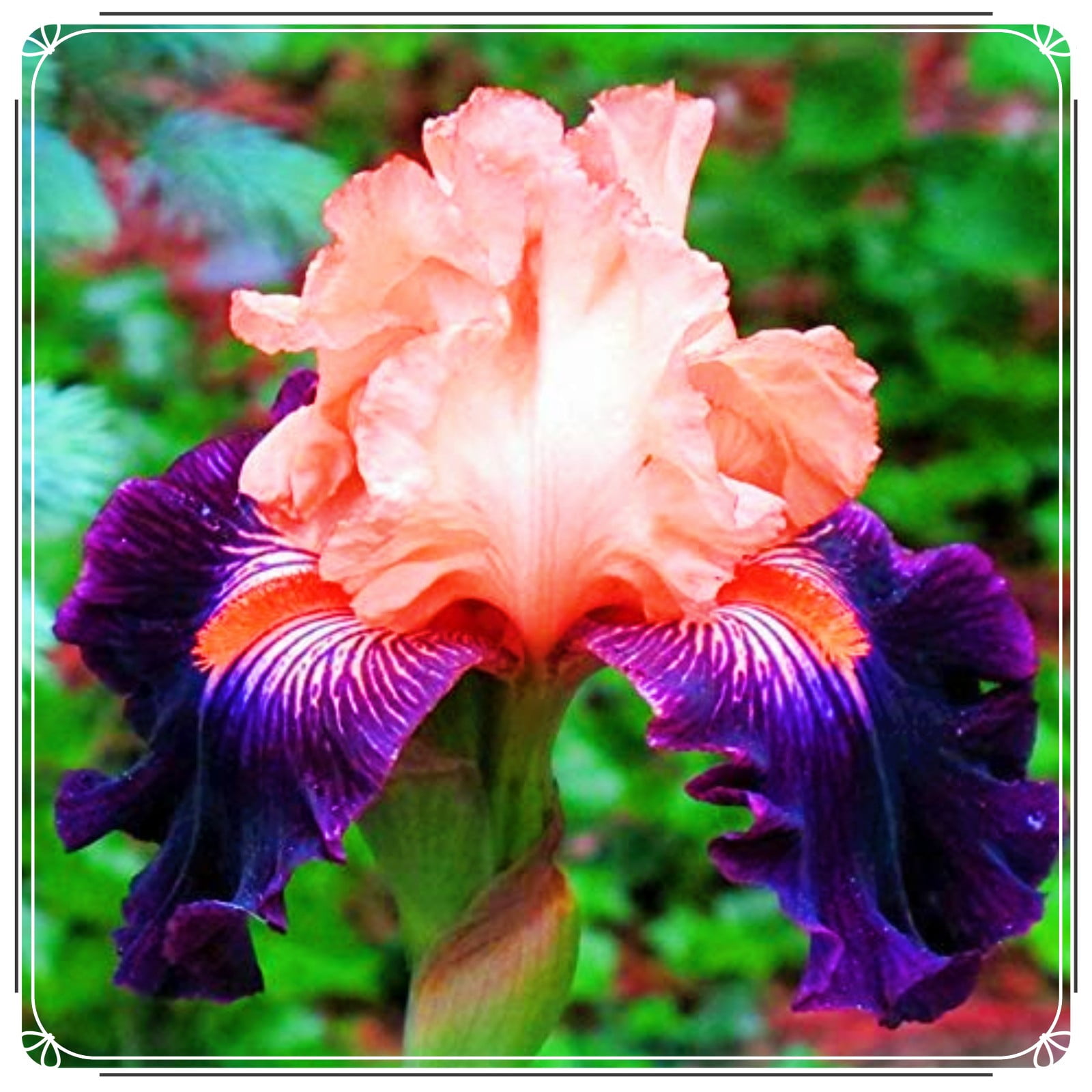 Iris Planting Pots To Grow - Walmart.com