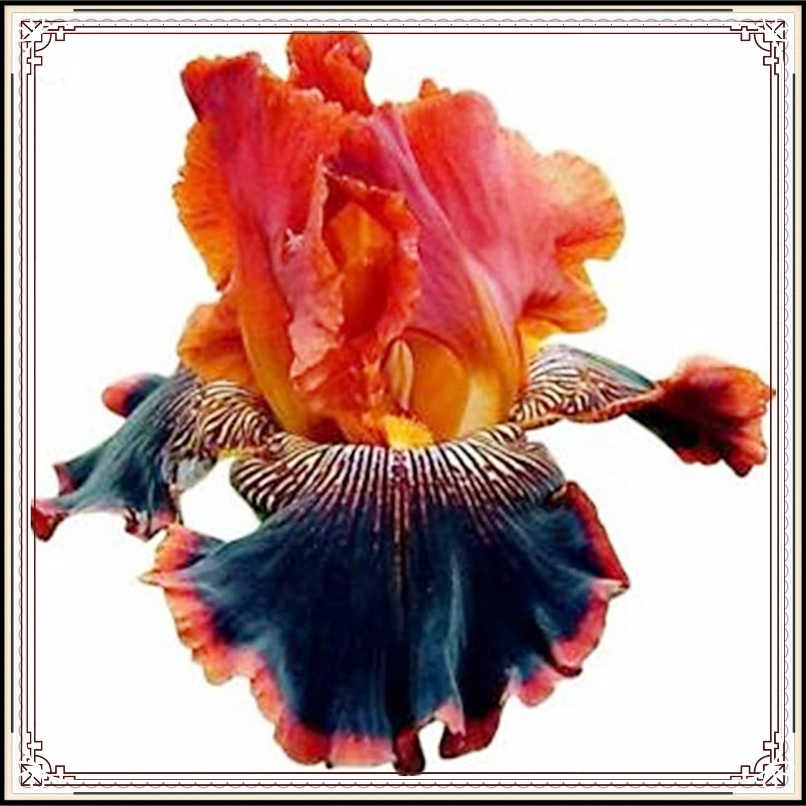 Iris Planting Pots To Grow - Walmart.com