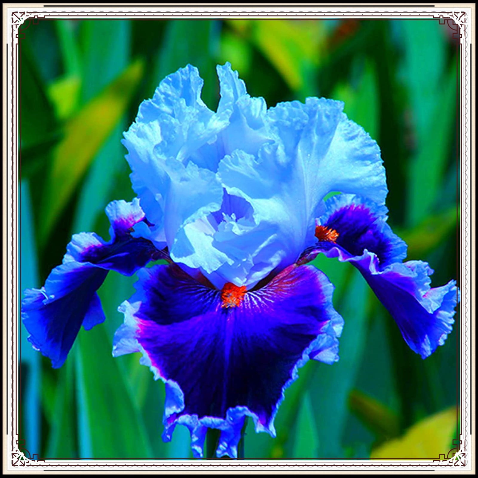 Iris Planting Pots To Grow - Walmart.com
