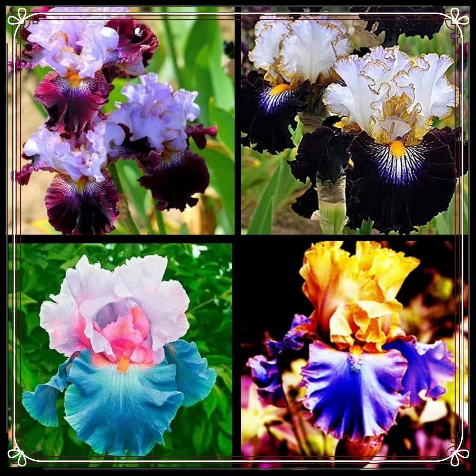 Iris Planting Pots To Grow - Walmart.com