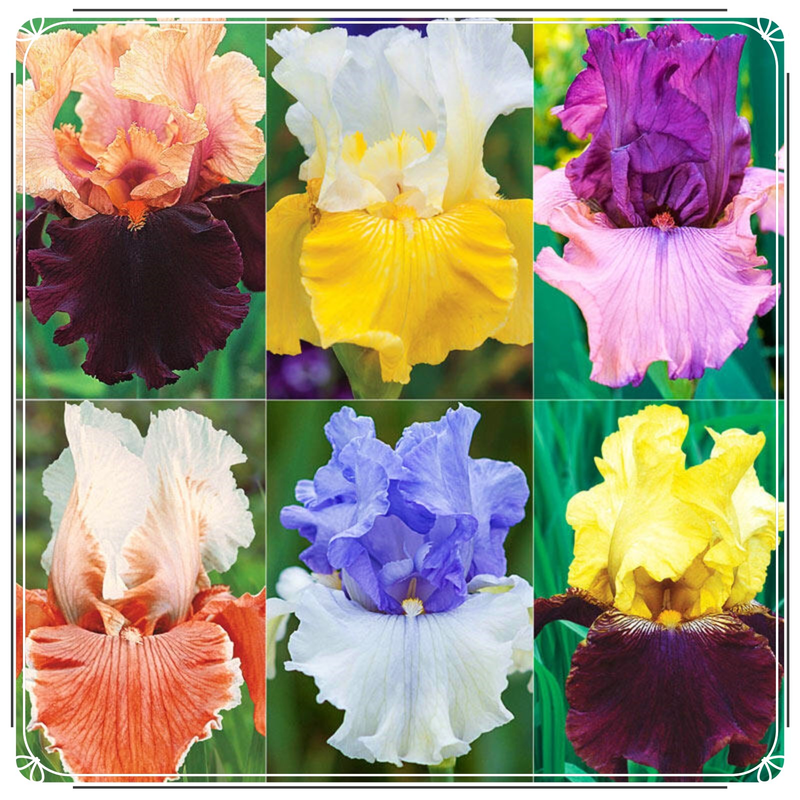 Iris Planting Pots To Grow - Walmart.com