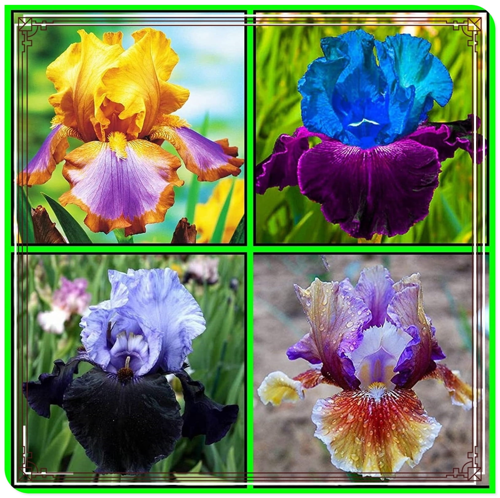 Iris - Planting Professional- Planting- USA - Walmart.com