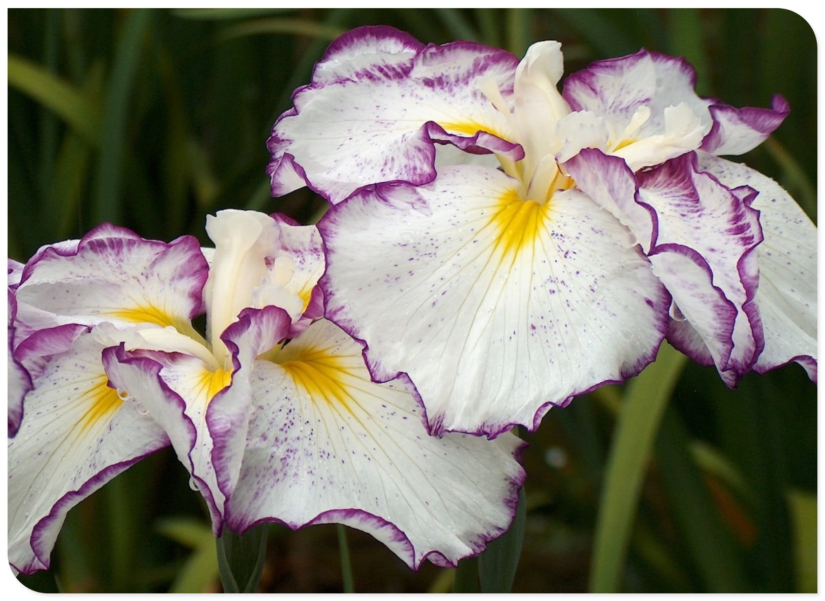 Iris - Planting- USA - Planting Professional - Walmart.com