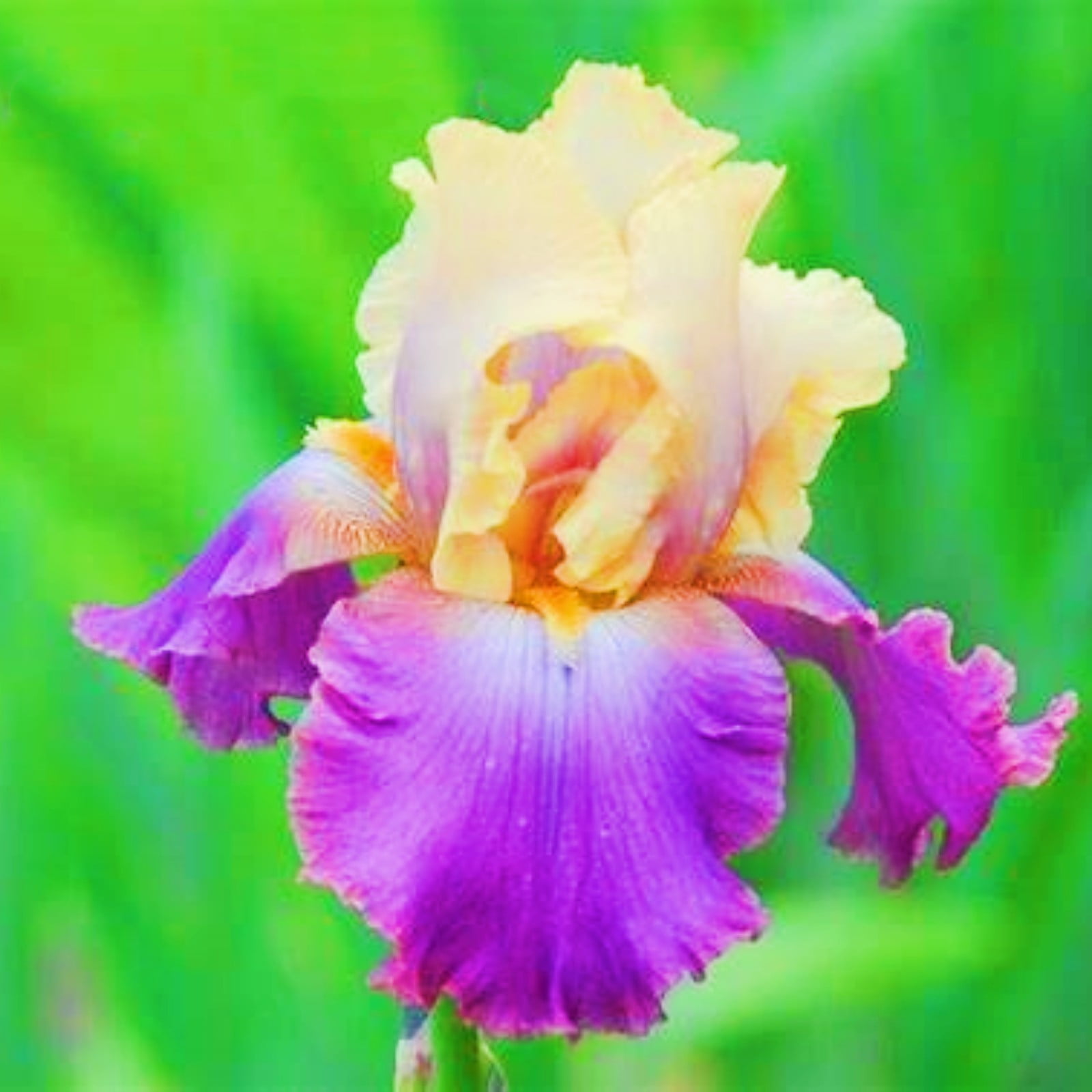 Iris Plants Iris Bulbs For Sale Iris Bulbs Bulk Bearded Iris Bulbs Easy ...