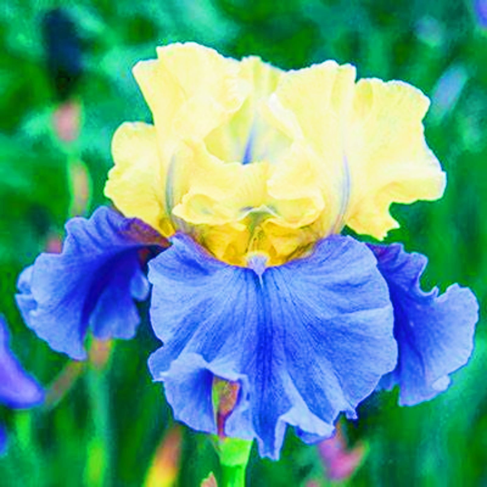 Iris Plants Iris Bulbs For Sale Iris Bulbs Bulk Bearded Iris Bulbs Easy ...
