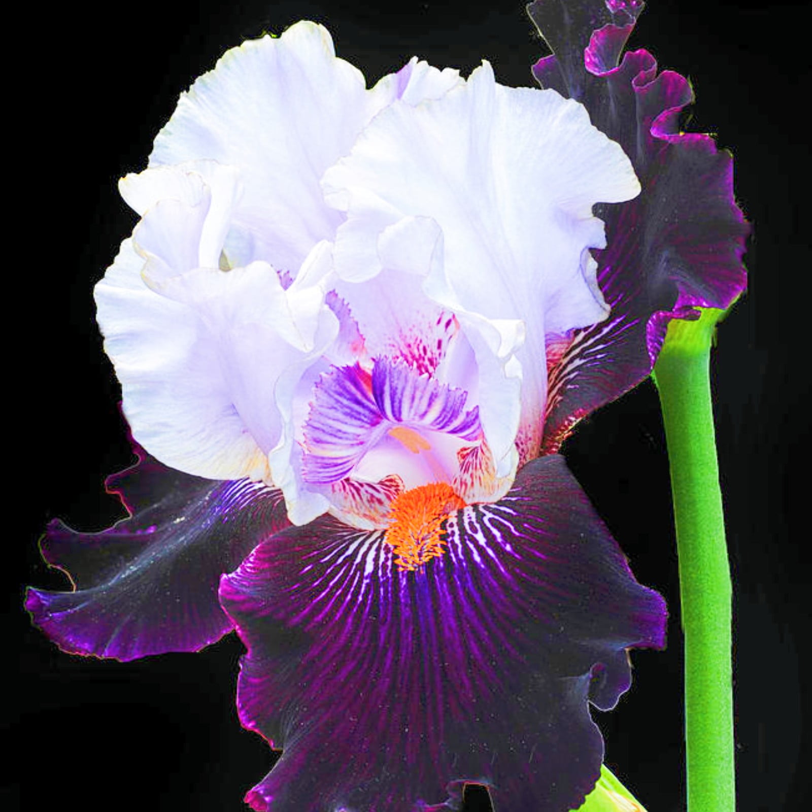 Iris Pots to Grow Landscaping Great for Bonsai - Walmart.com