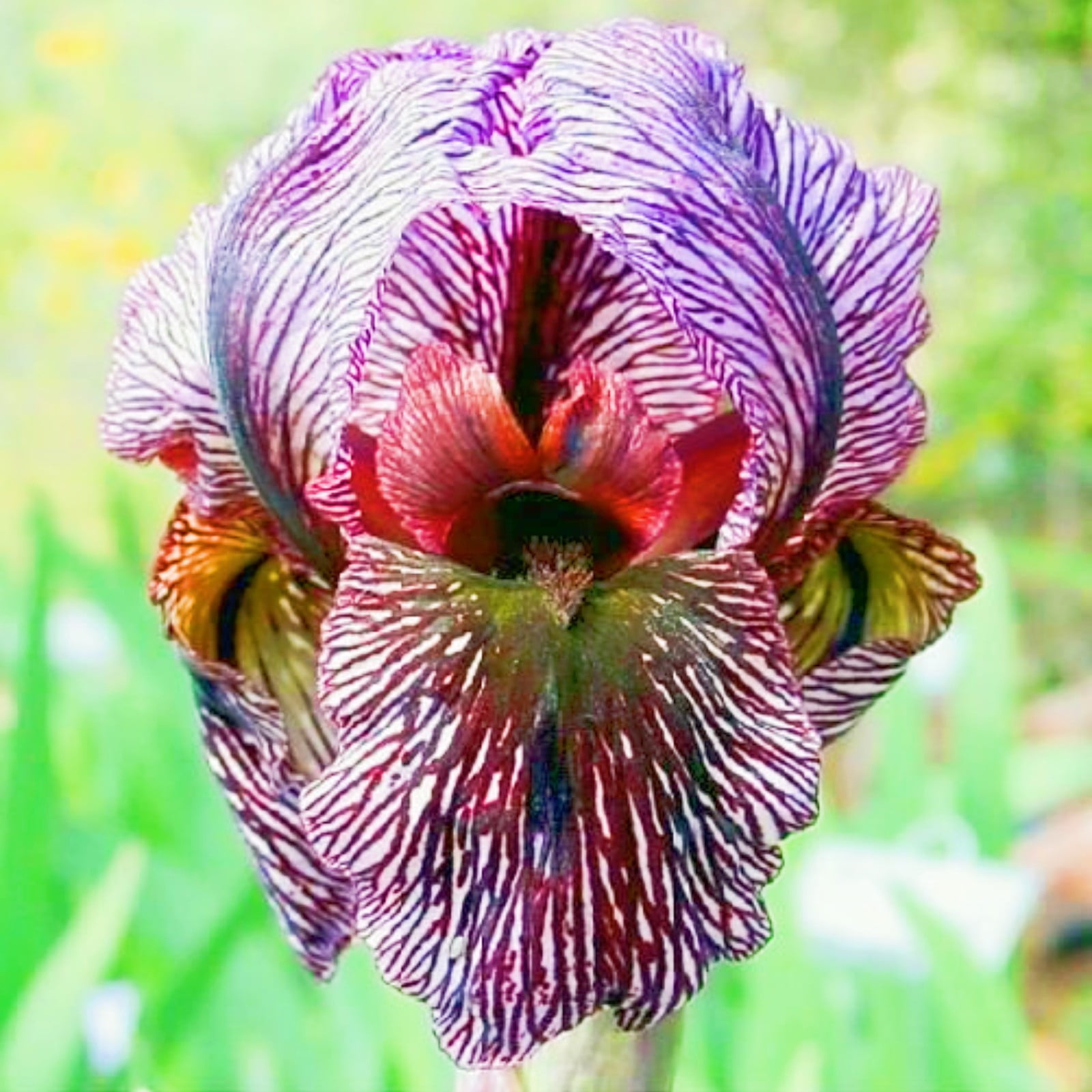 Iris Pots to Grow Landscaping Great for Bonsai - Walmart.com