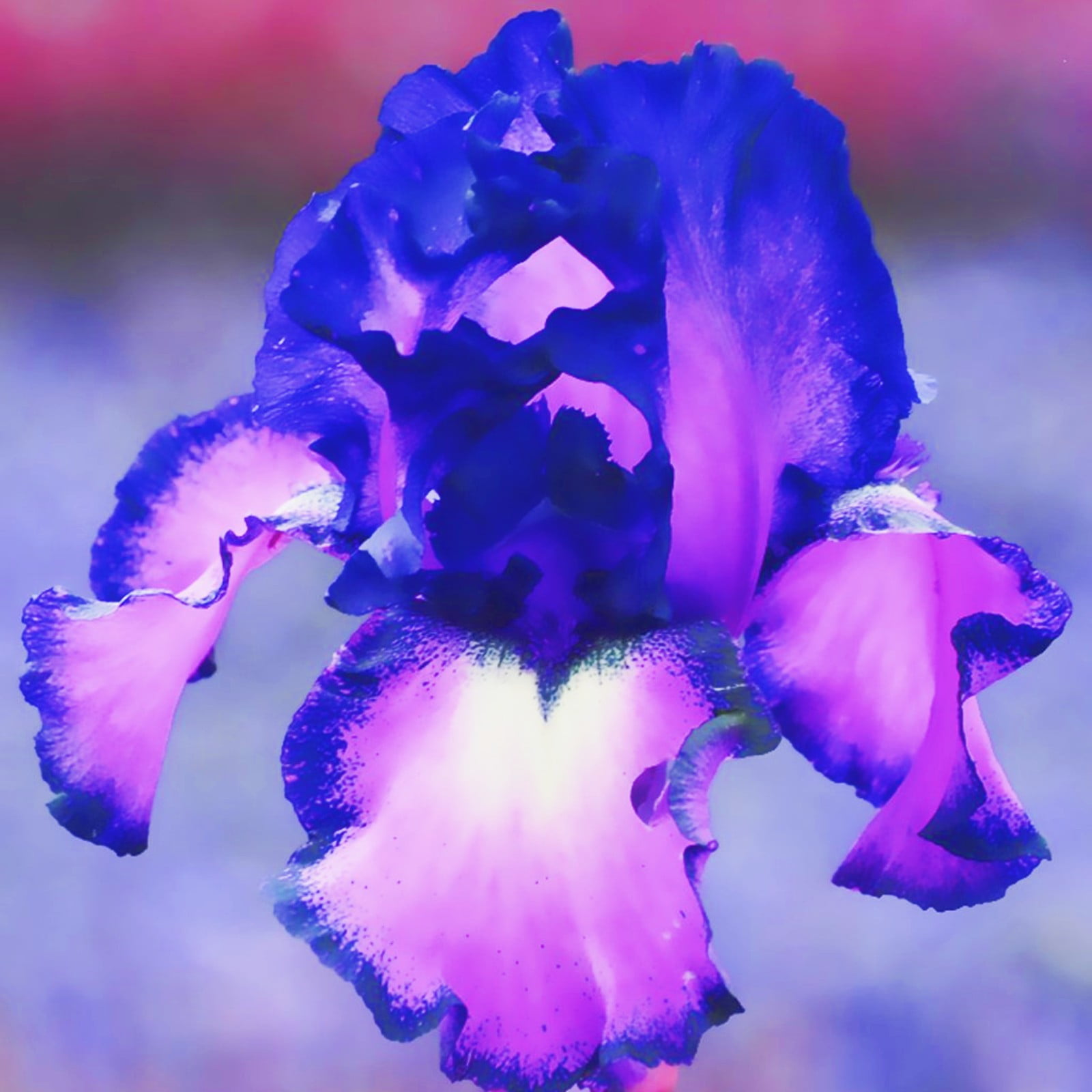 Iris Pots to Grow Landscaping Great for Bonsai - Walmart.com