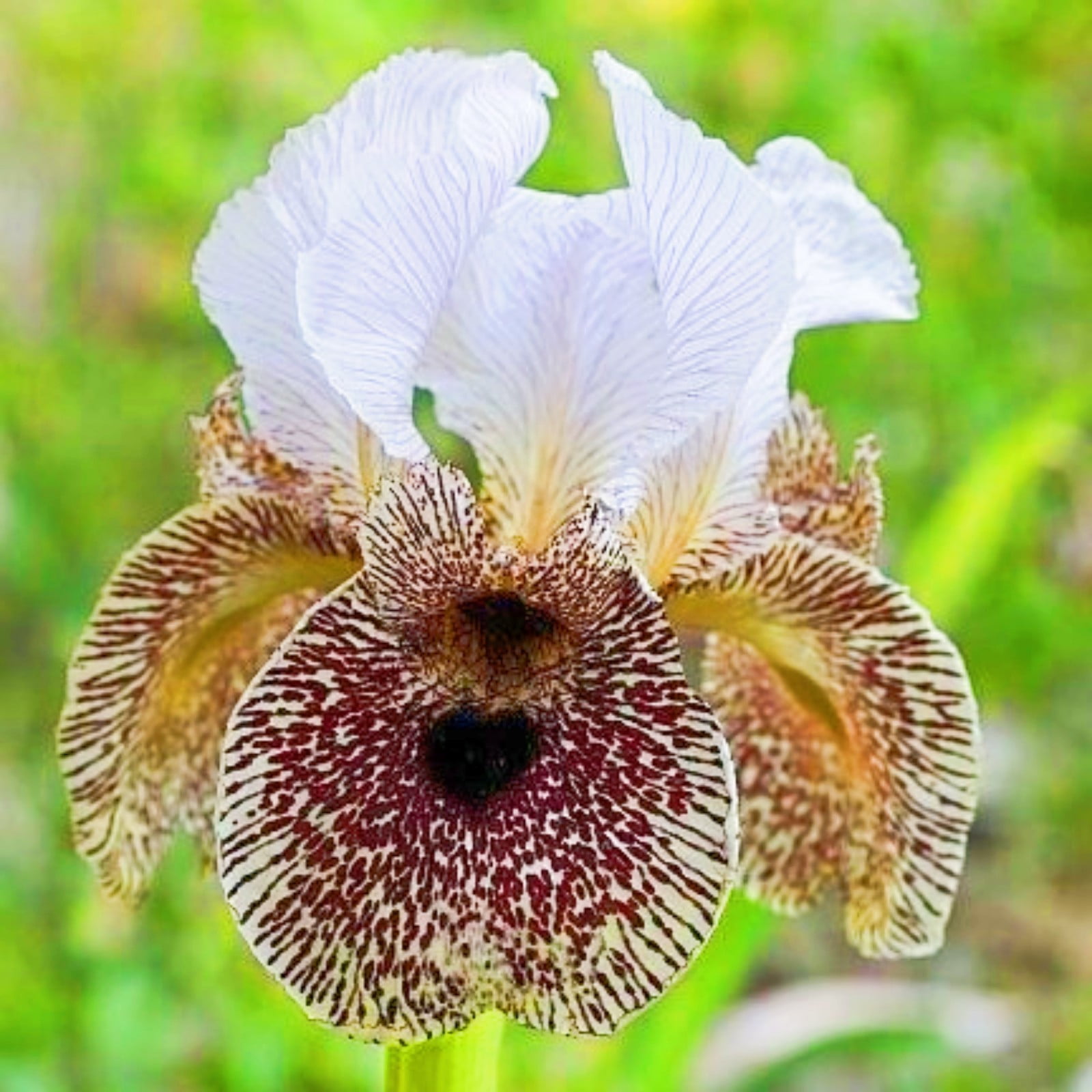 Iris Pots to Grow Landscaping Great for Bonsai - Walmart.com