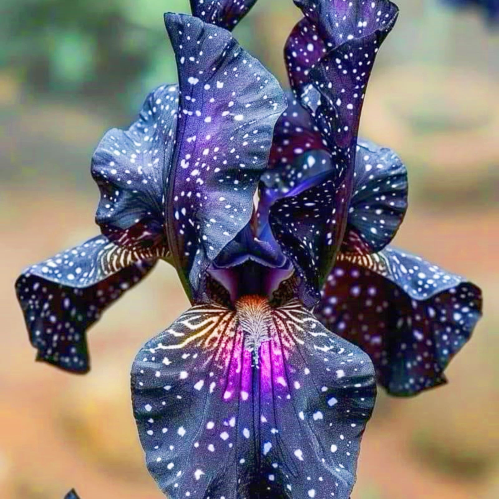 Iris Pots to Grow Landscaping Great for Bonsai - Walmart.com