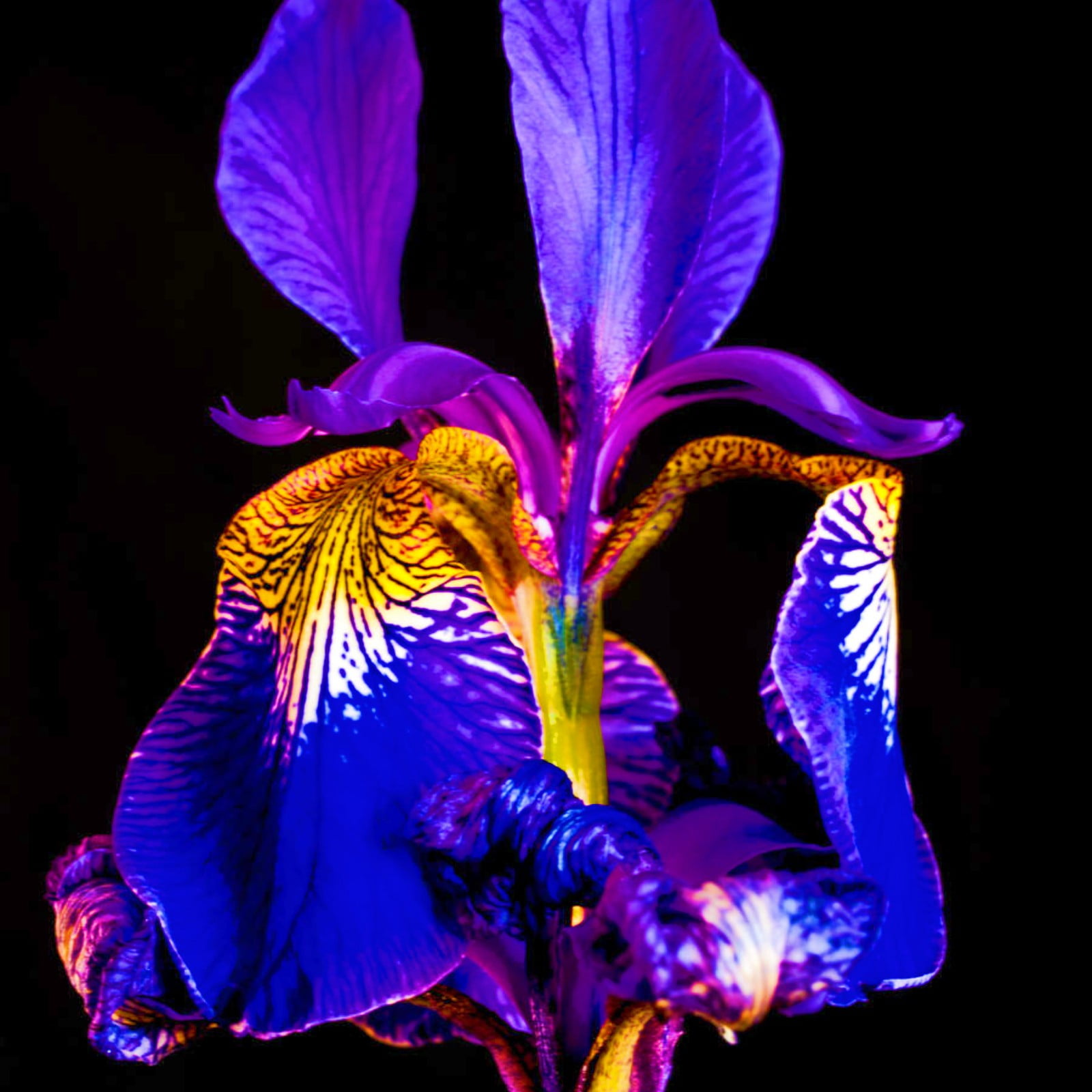 Iris Pots to Grow Landscaping Great for Bonsai - Walmart.com