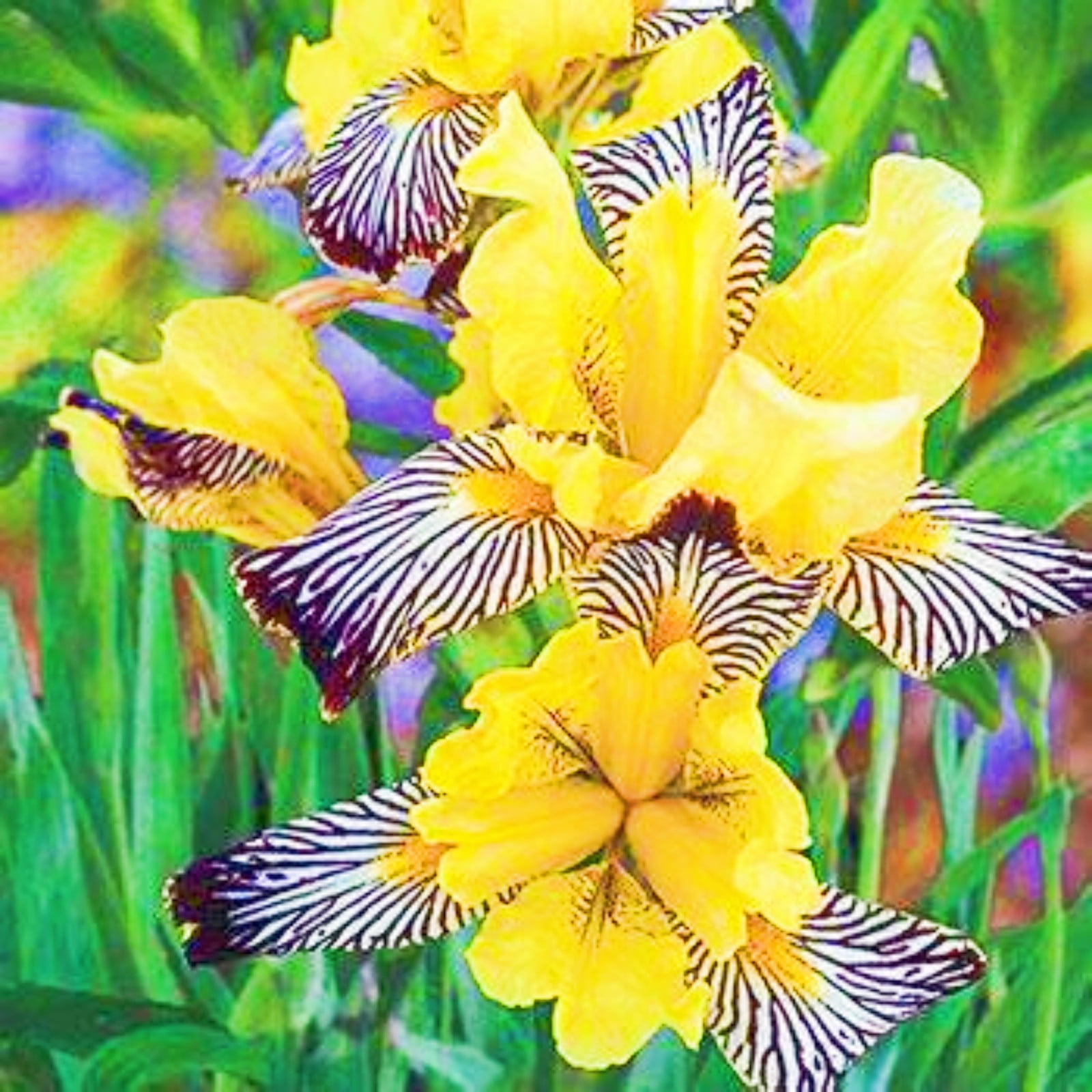 Iris Pots to Grow for Gardening and Planting - Walmart.com