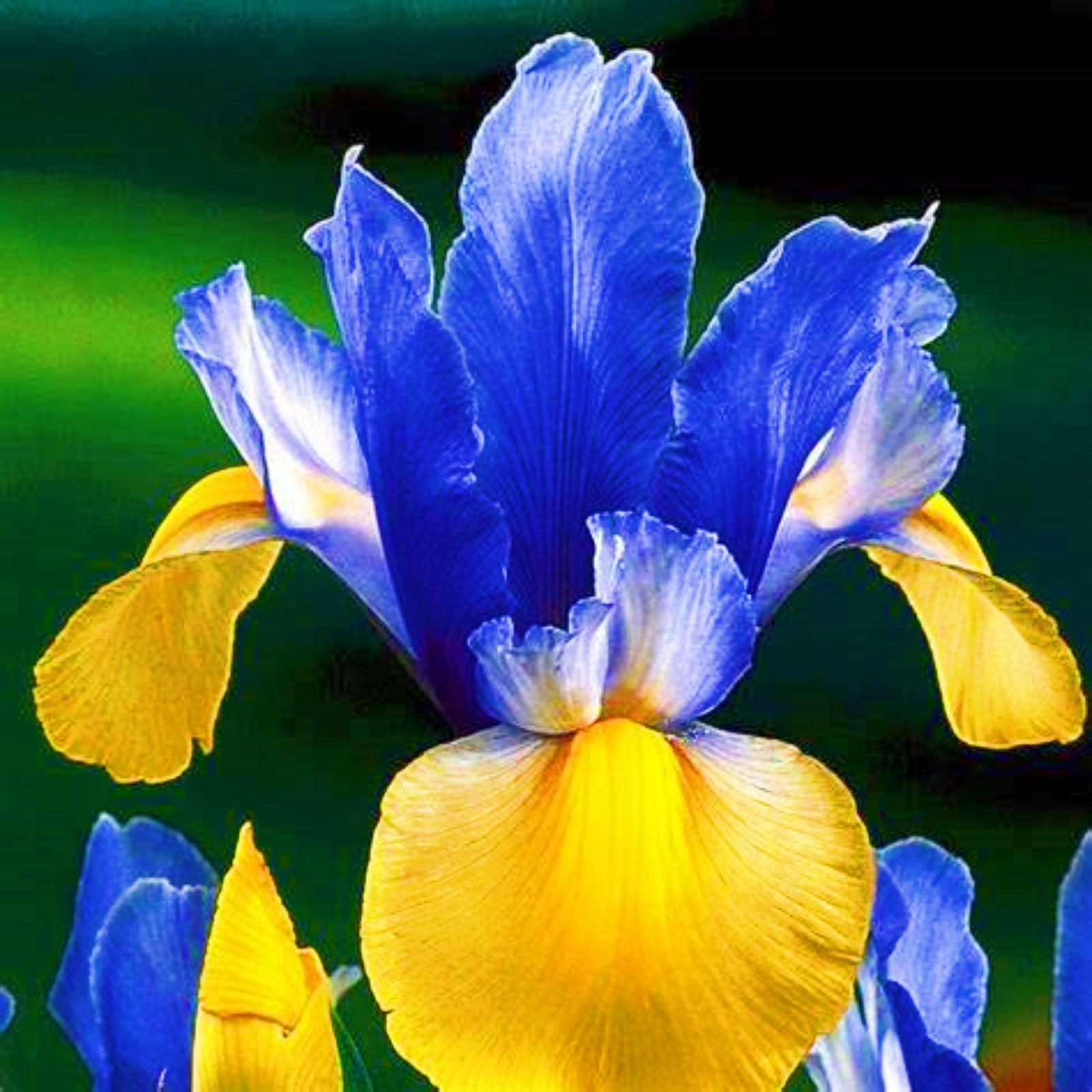 Iris Pots to Grow for Gardening and Planting - Walmart.com