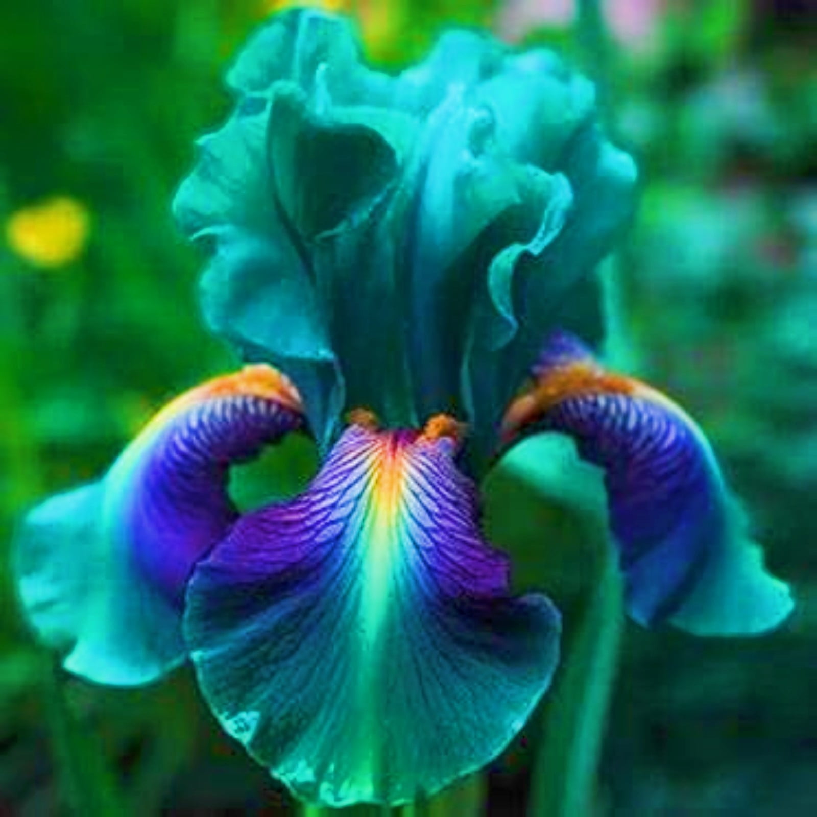 Iris Pots to Grow for Gardening and Planting - Walmart.com