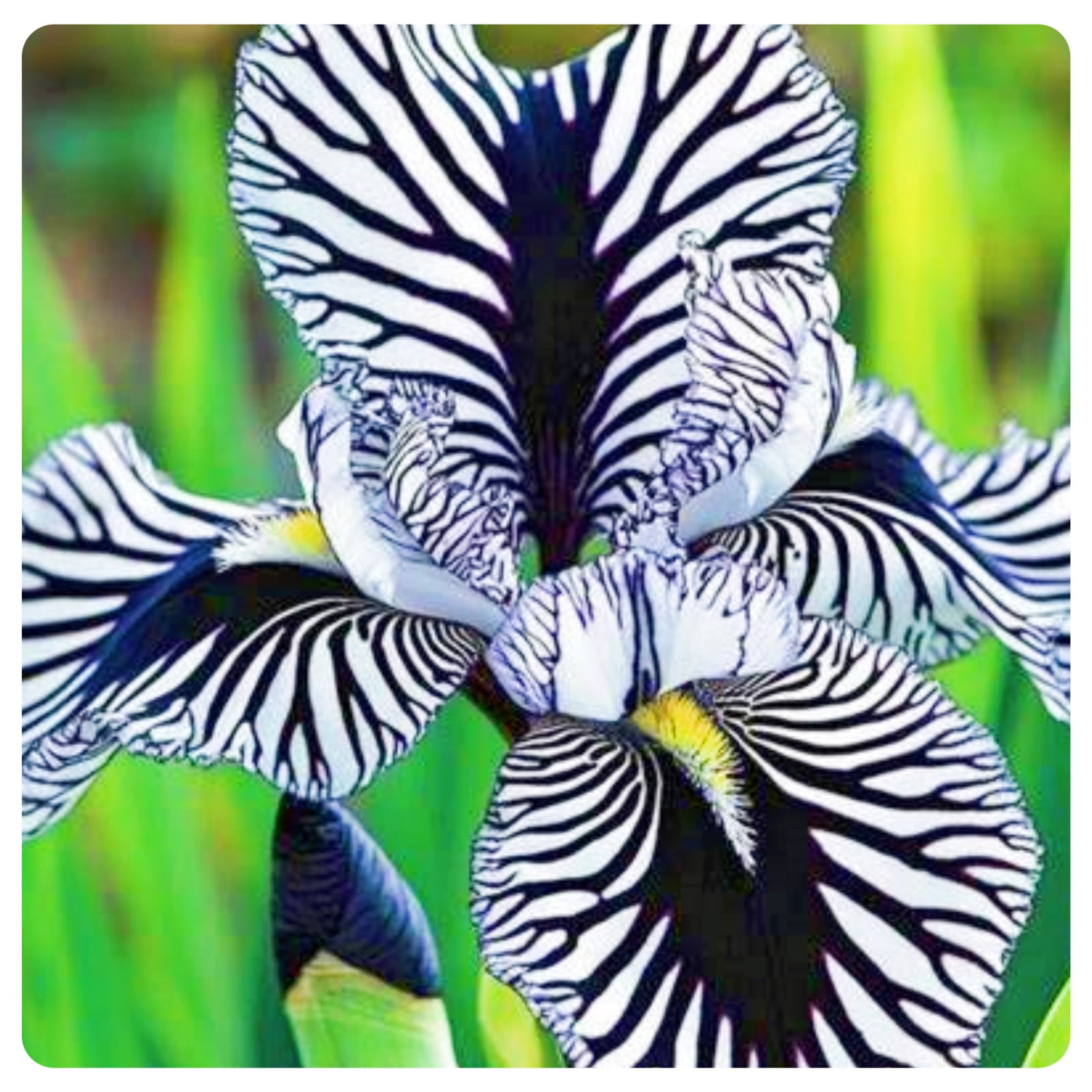 Iris Pots to Grow for Gardening and Planting - Walmart.com