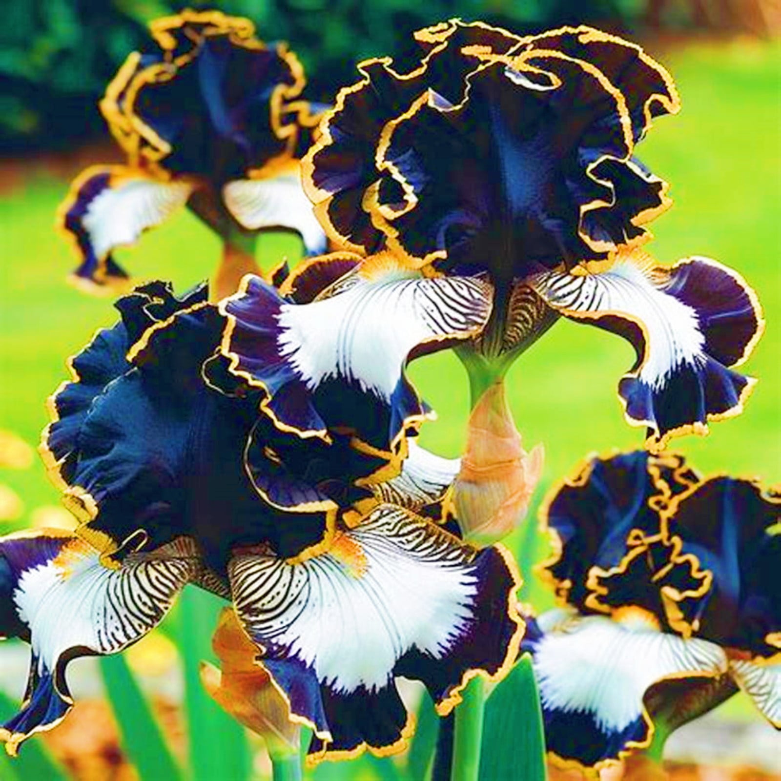 Iris Pots to Grow for Gardening and Planting - Walmart.com