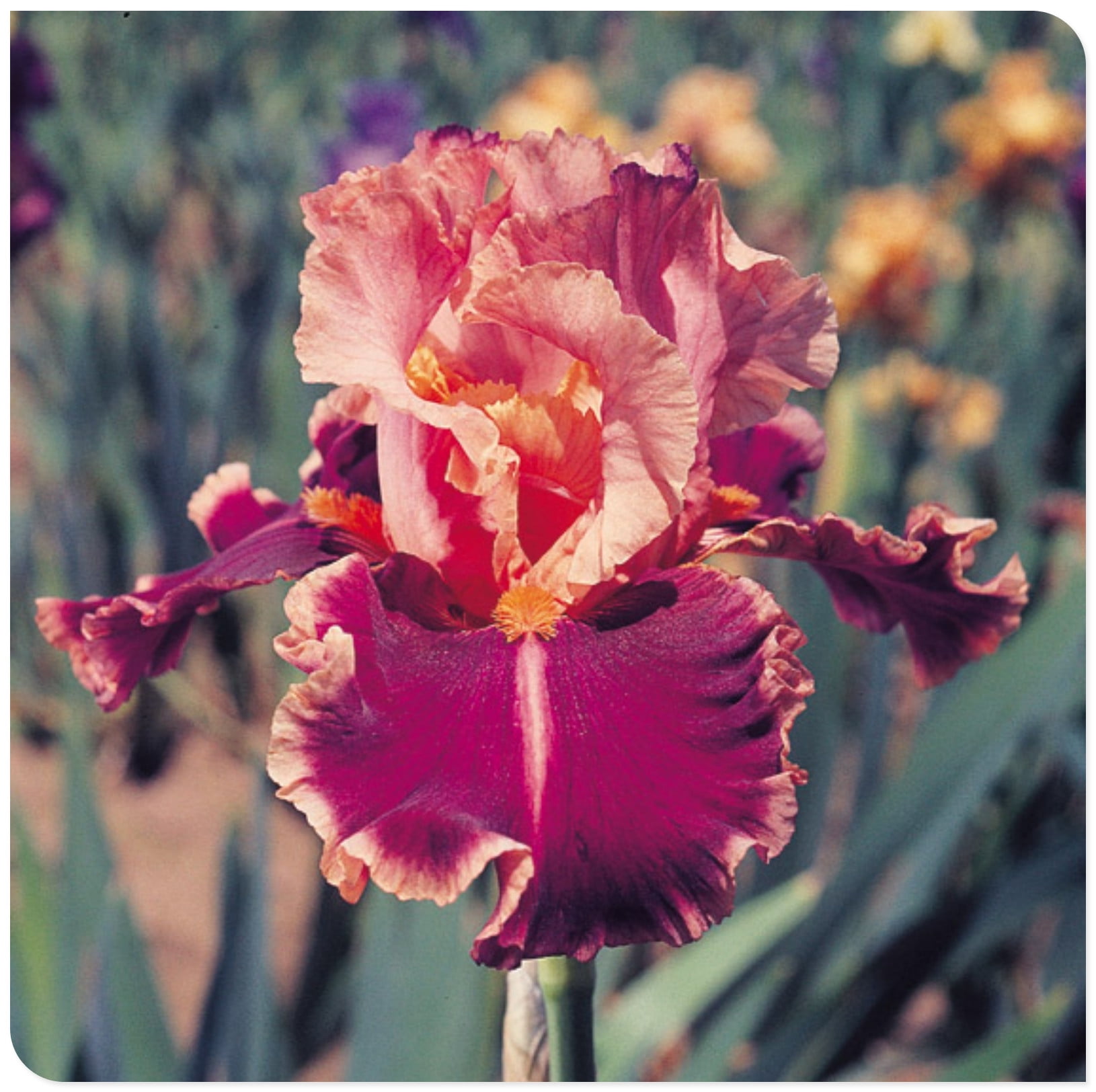 Iris - Potted Planting Ornaments for Beginners Perennial Tuber Planting ...