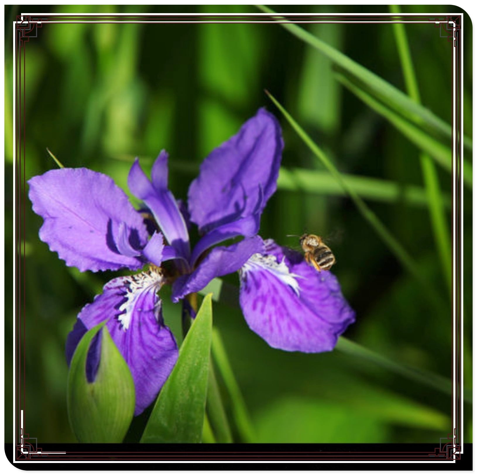 Iris - Potted Planting Ornaments for Beginners Perennial Tuber Planting ...