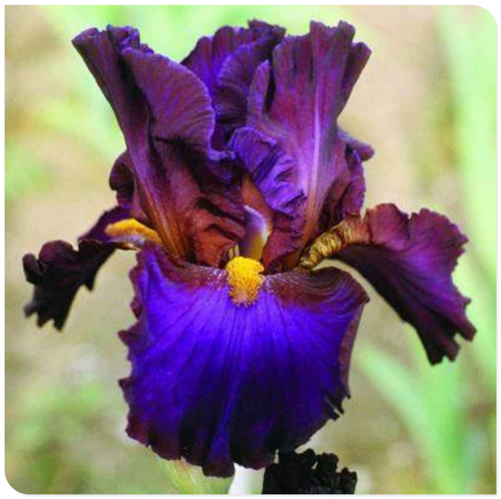 Iris - Potted Planting Ornaments for Beginners Perennial Tuber Planting ...