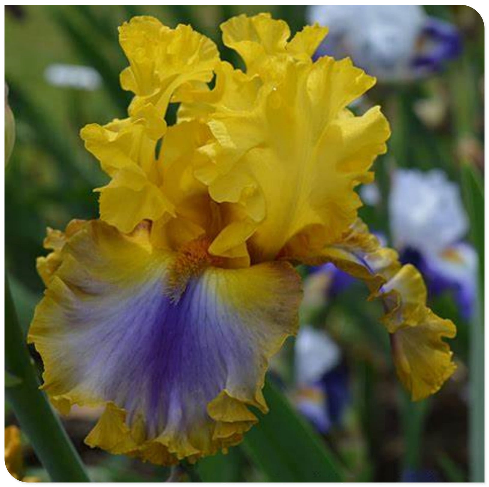 Iris - Potted Planting Ornaments for Beginners Perennial Tuber Planting ...
