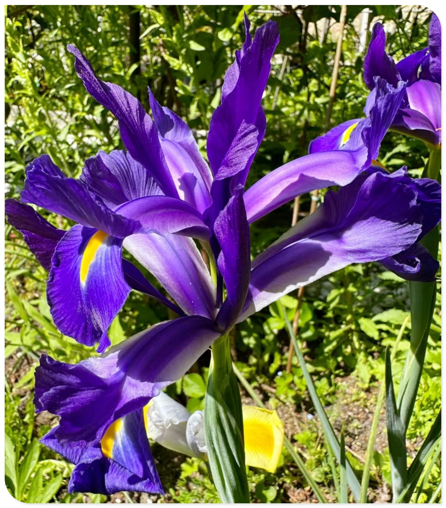 Iris - Potted Planting Ornaments for Beginners Perennial Tuber Planting ...