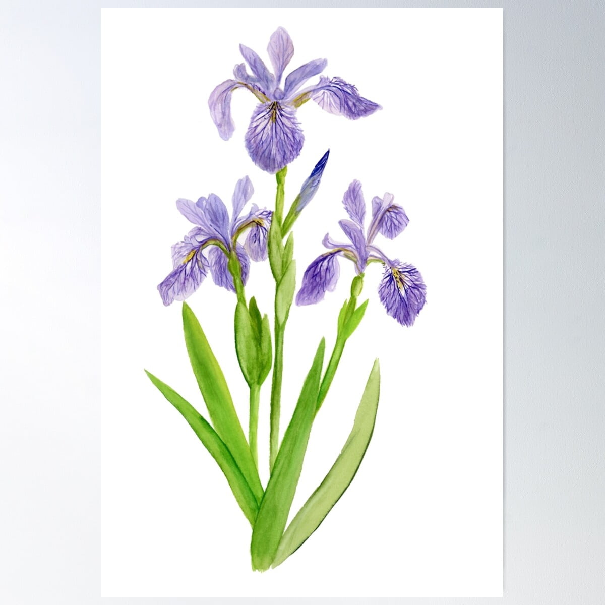 Iris Prismatica Botanical Watercolor Poster Wall Art, Modern Wall Decor ...