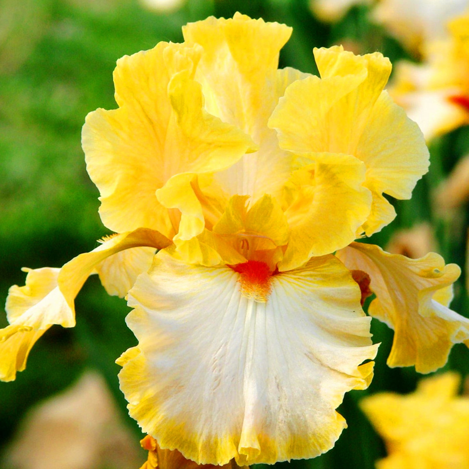 (Iris) Professional, Pos to Grow, Perennial Bearded Iris Garden, Long ...