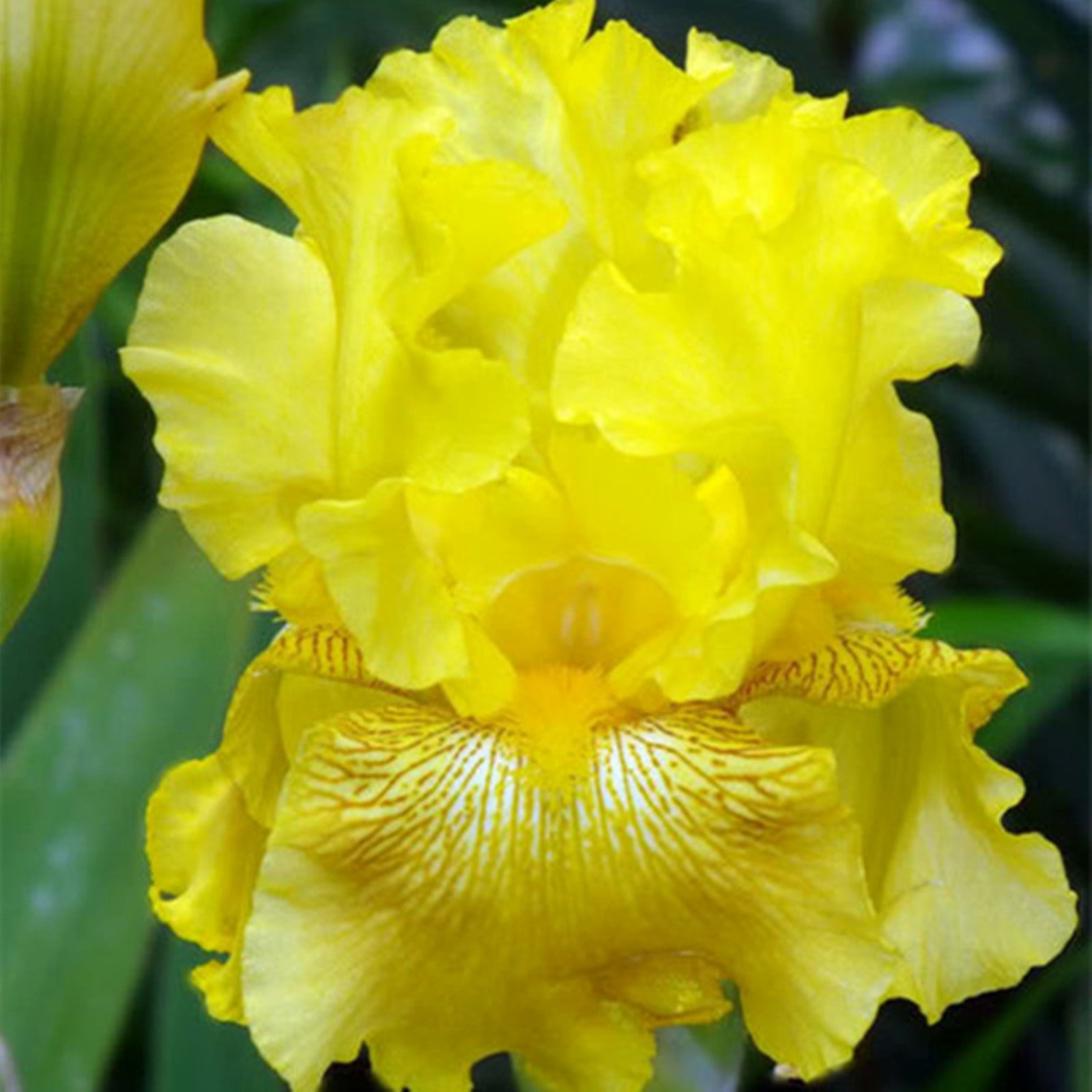 (Iris) Professional, Pos to Grow, Perennial Bearded Iris Garden, Long ...