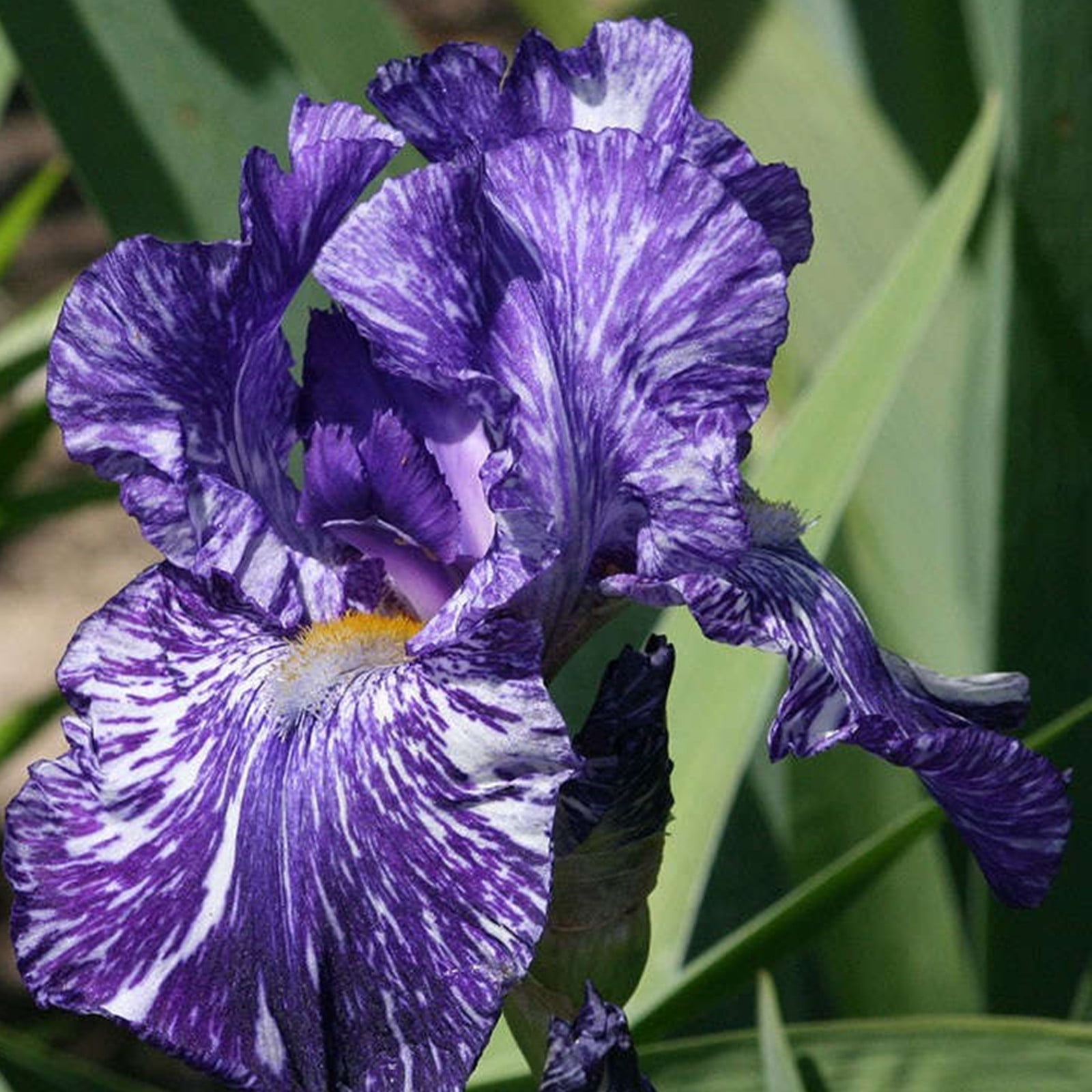 (Iris) Professional, Pots to Grow, Perennial Bearded Iris Garden ...