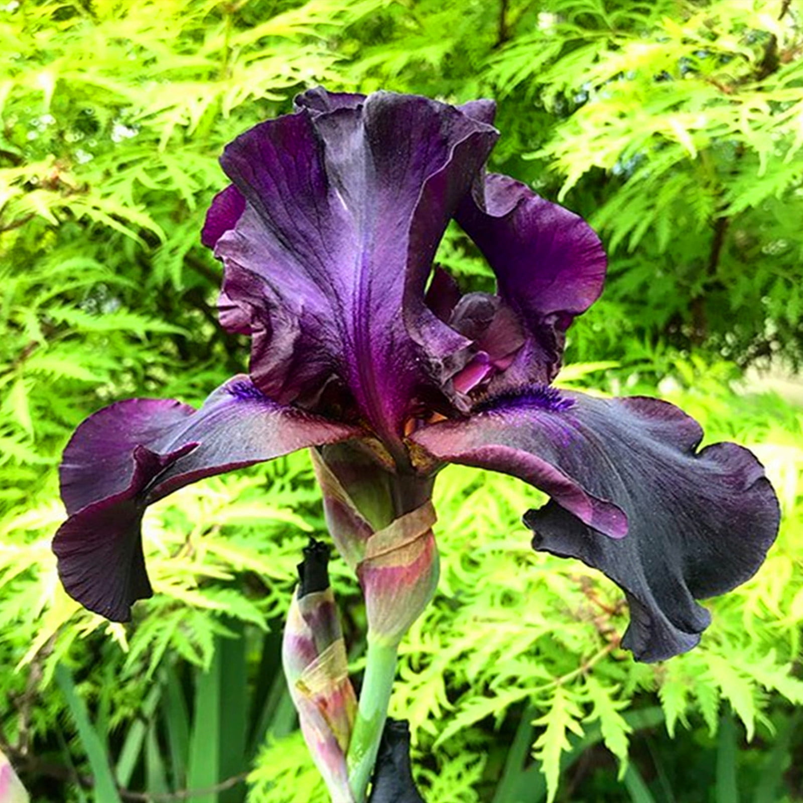 (Iris) Professional, Pots to Grow, Perennial Bearded Iris Garden ...