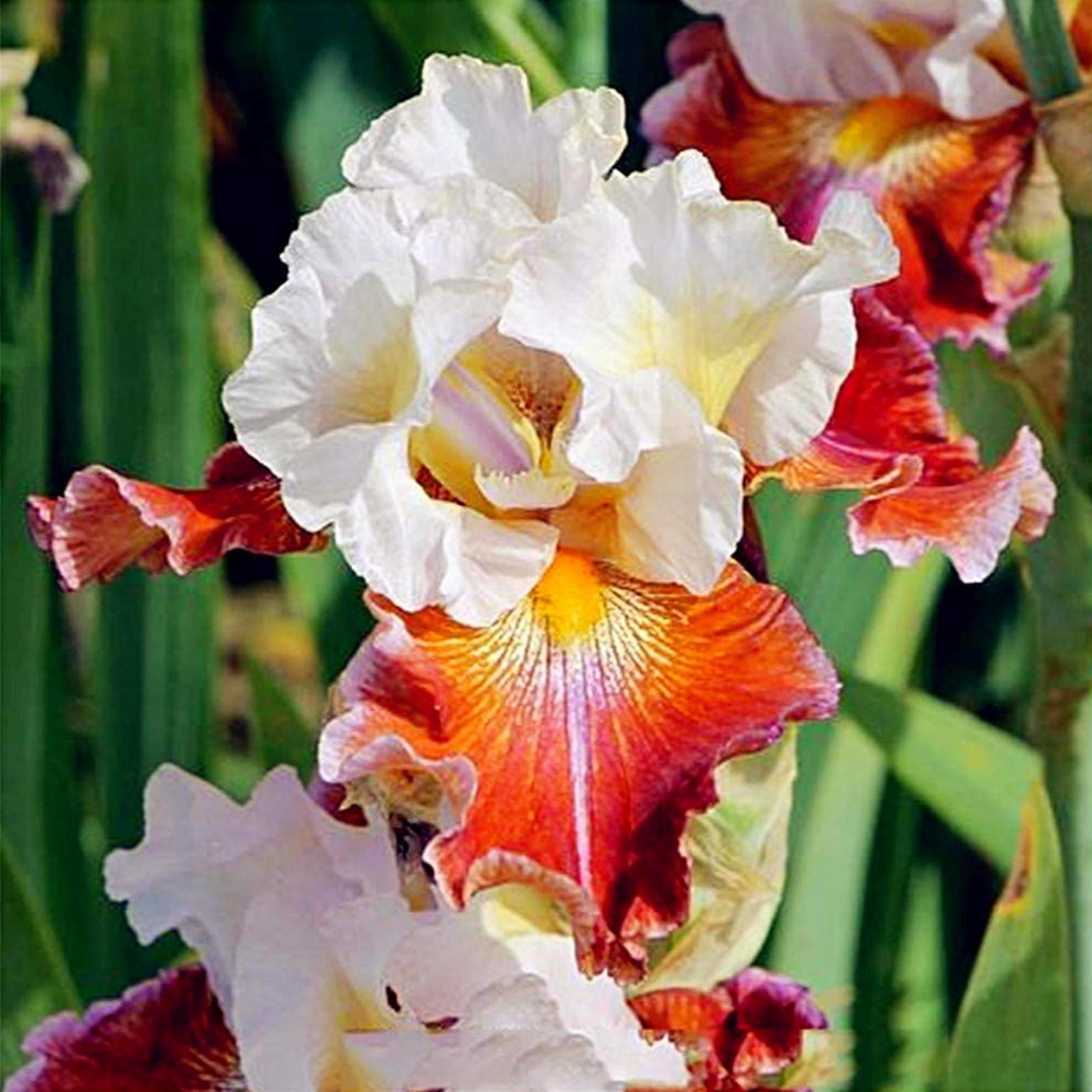 (Iris) Professional, Pots to Grow, Perennial Bearded Iris Garden ...