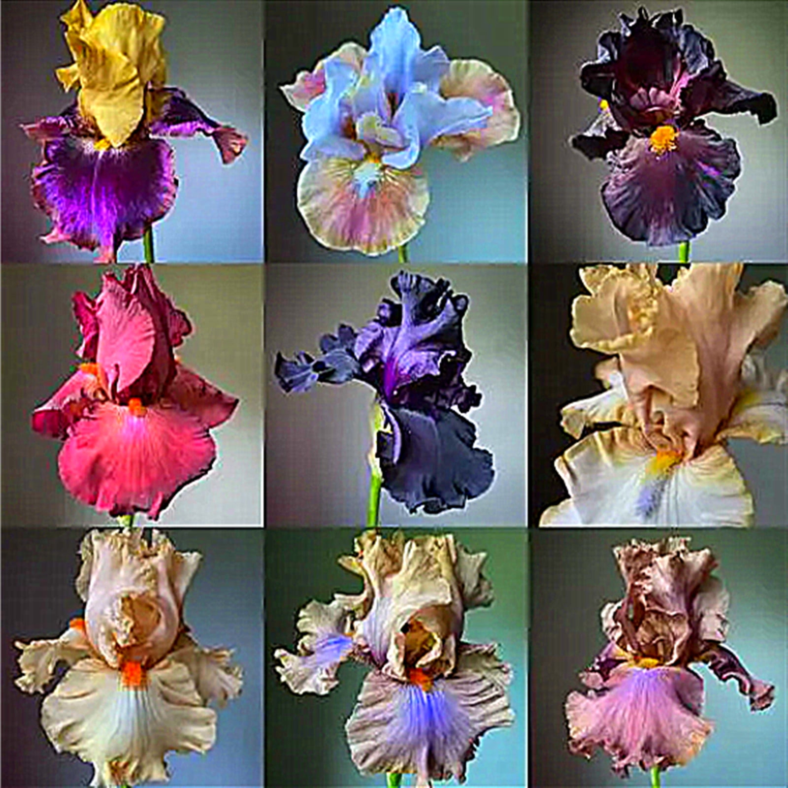 Iris Professional iris Simple to Grow Surprise Fall or Spring(Iris for Planting) Species ...