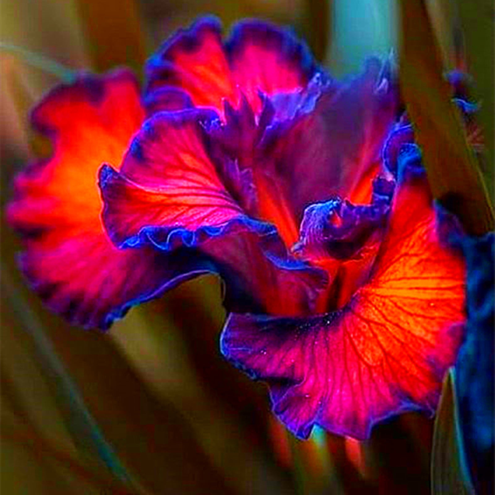 Iris Professional iris Simple to Grow Surprise Fall or Spring(Iris for ...