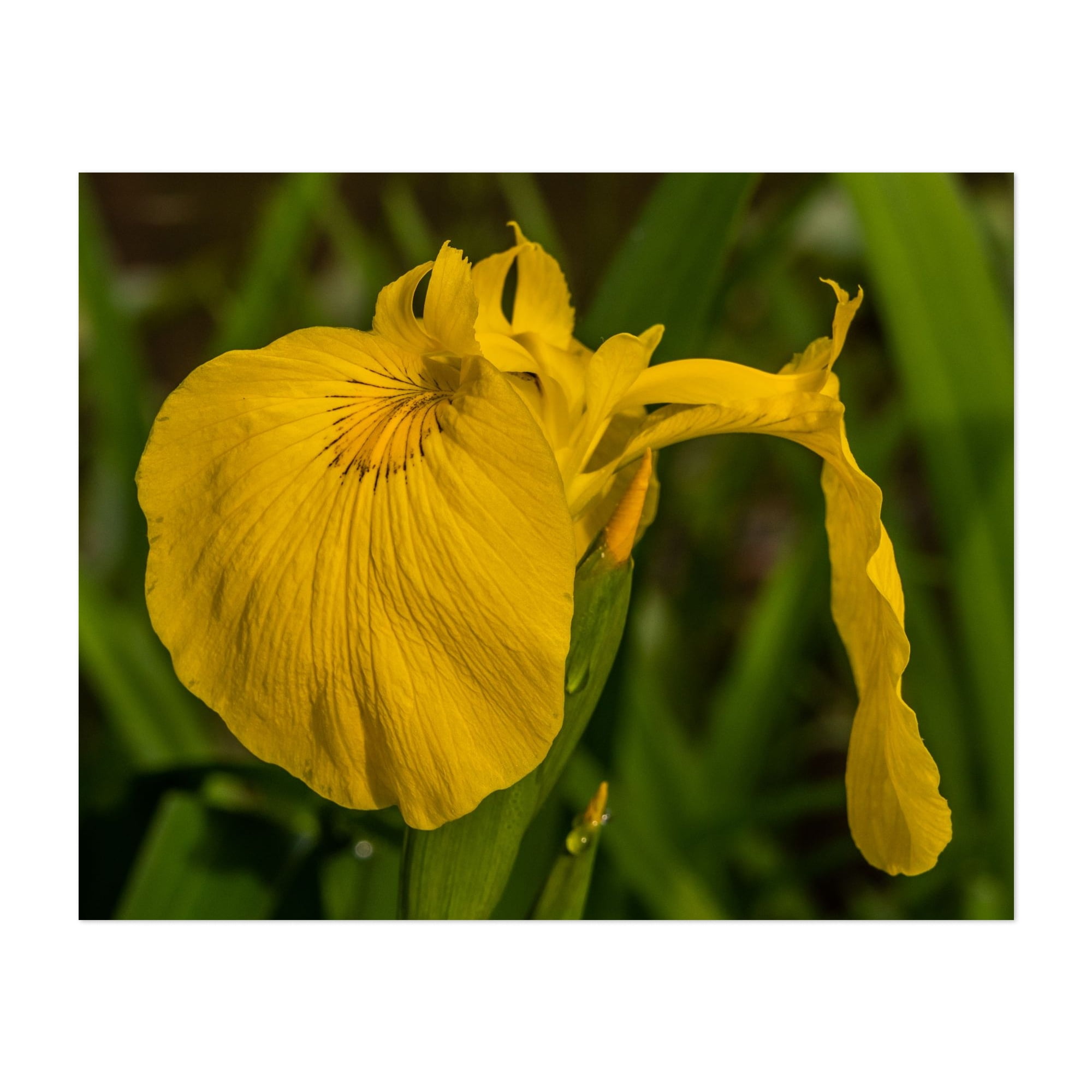 Iris Pseudacorus - York Pennsylvania Photography Flowers Nature Floral ...