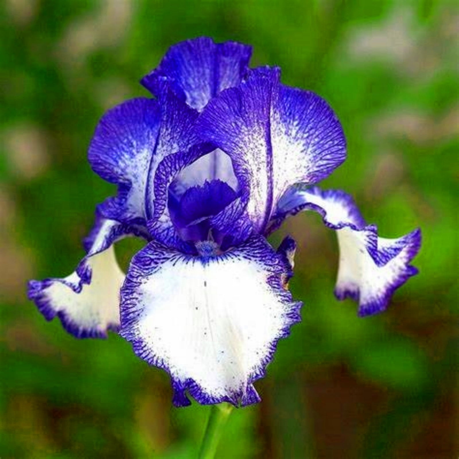 Iris. Suitable for spring and summer cultivation, easy to care for, adds beauty to the garden ...
