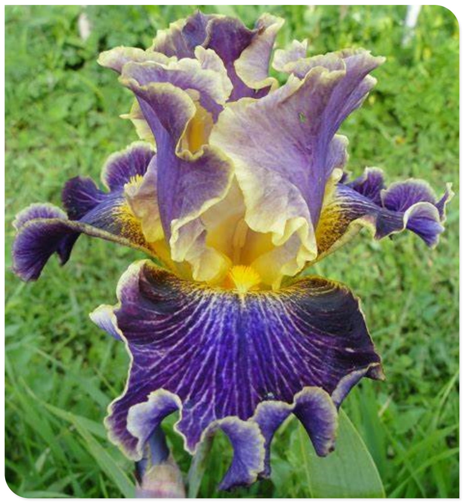 Iris - Tuber Planting Potted Planting Ornaments for Beginners Perennial ...