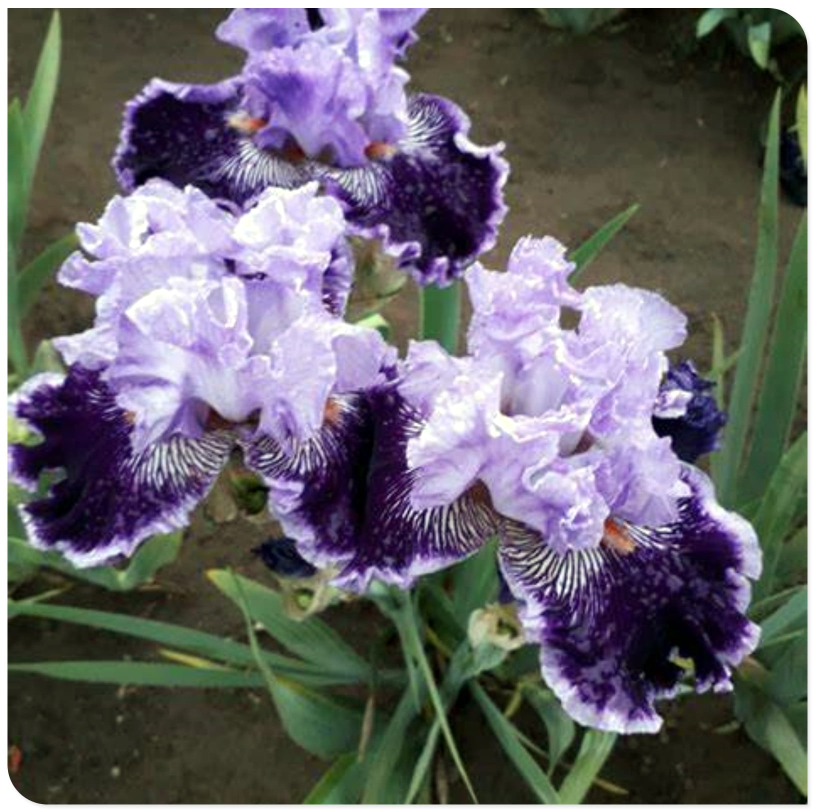 Iris - Tuber Planting Potted Planting Ornaments for Beginners Perennial - Walmart.com