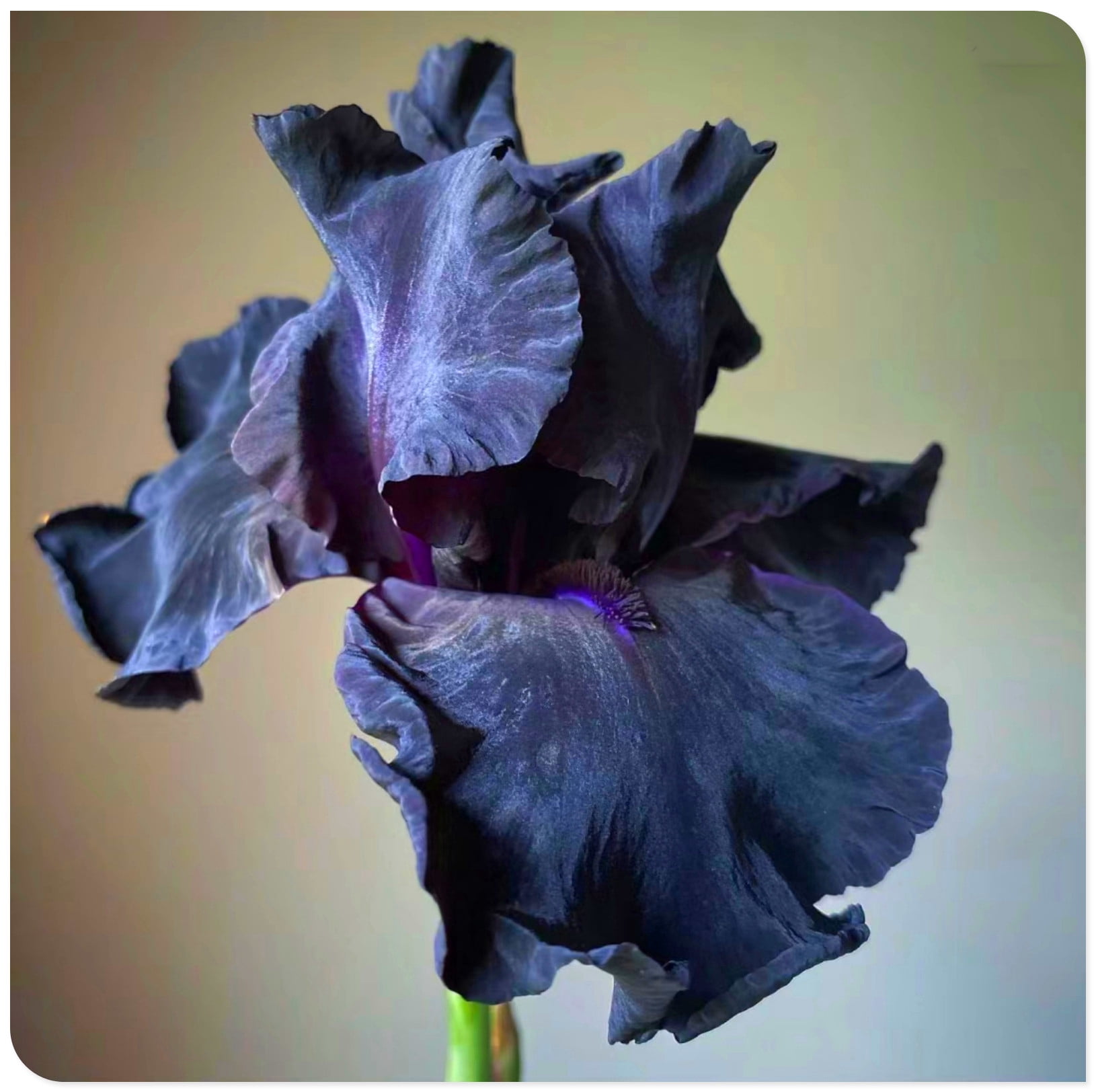 Iris - Tuber Planting Potted Planting Ornaments for Beginners Perennial ...