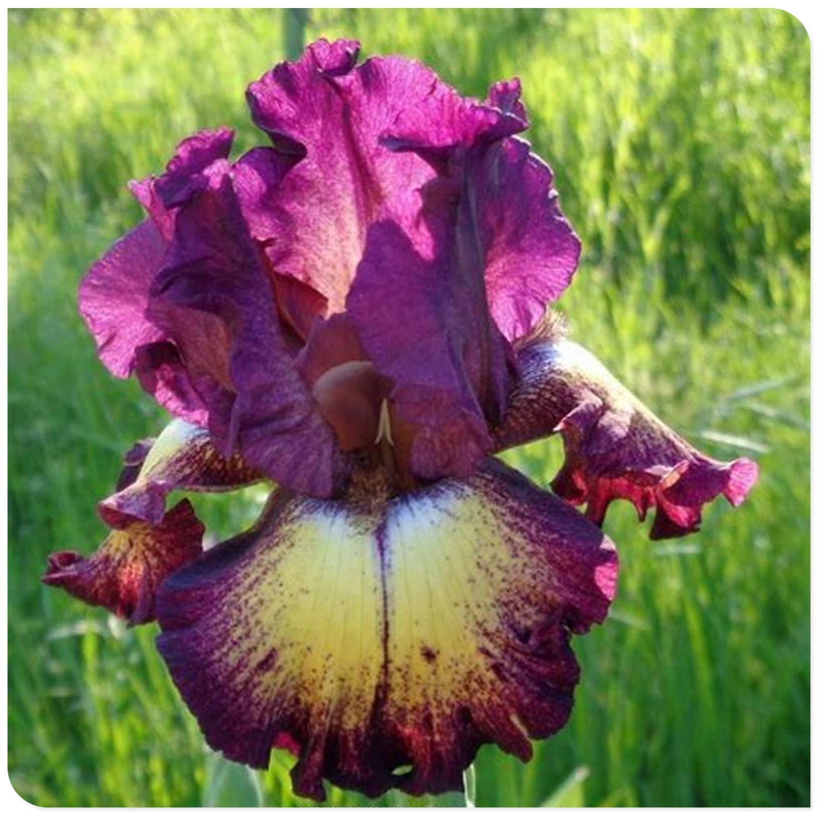 Iris - Tuber Planting Potted Planting Ornaments for Beginners Perennial ...