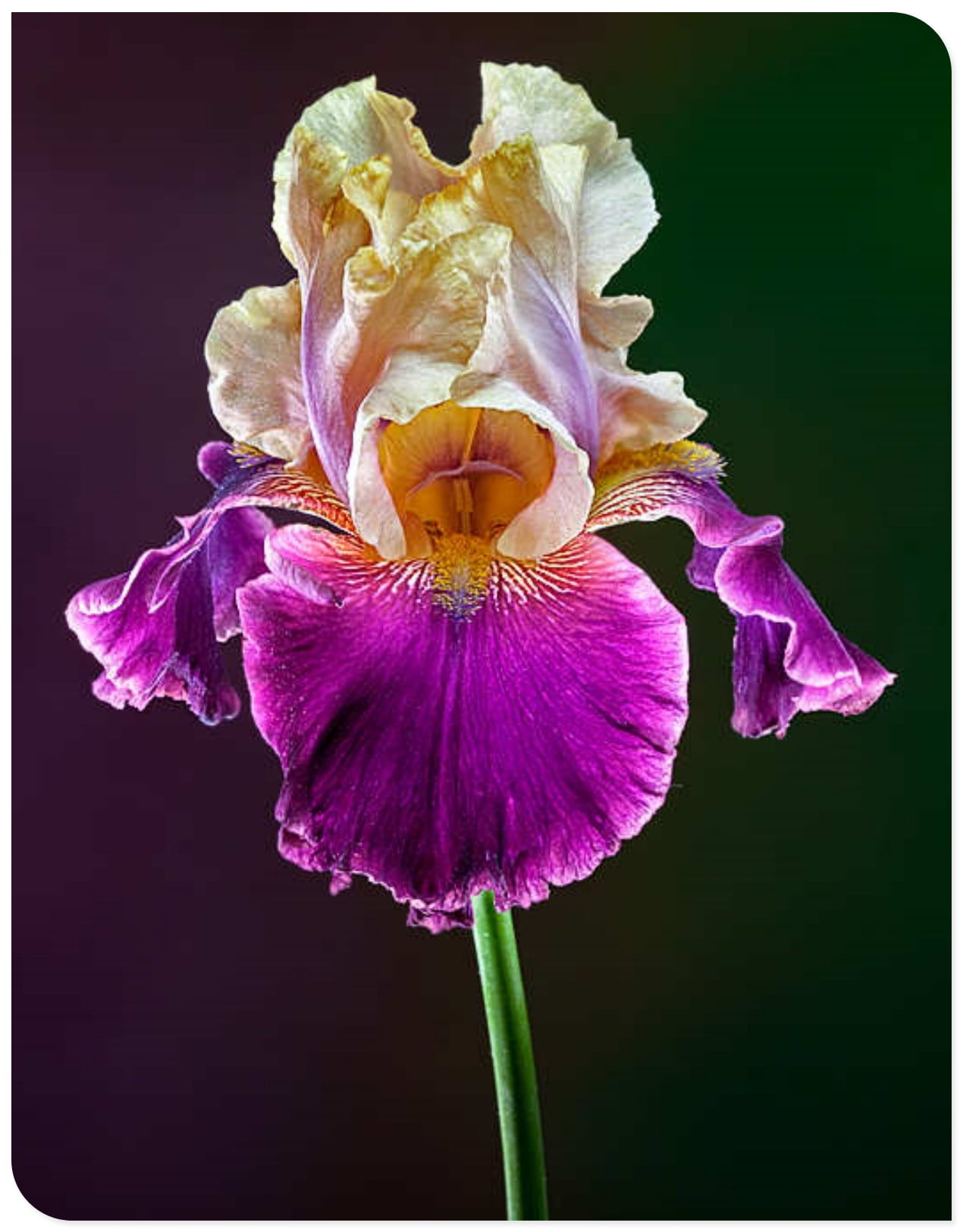 Iris - Tuber Planting Potted Planting Ornaments for Beginners Perennial ...