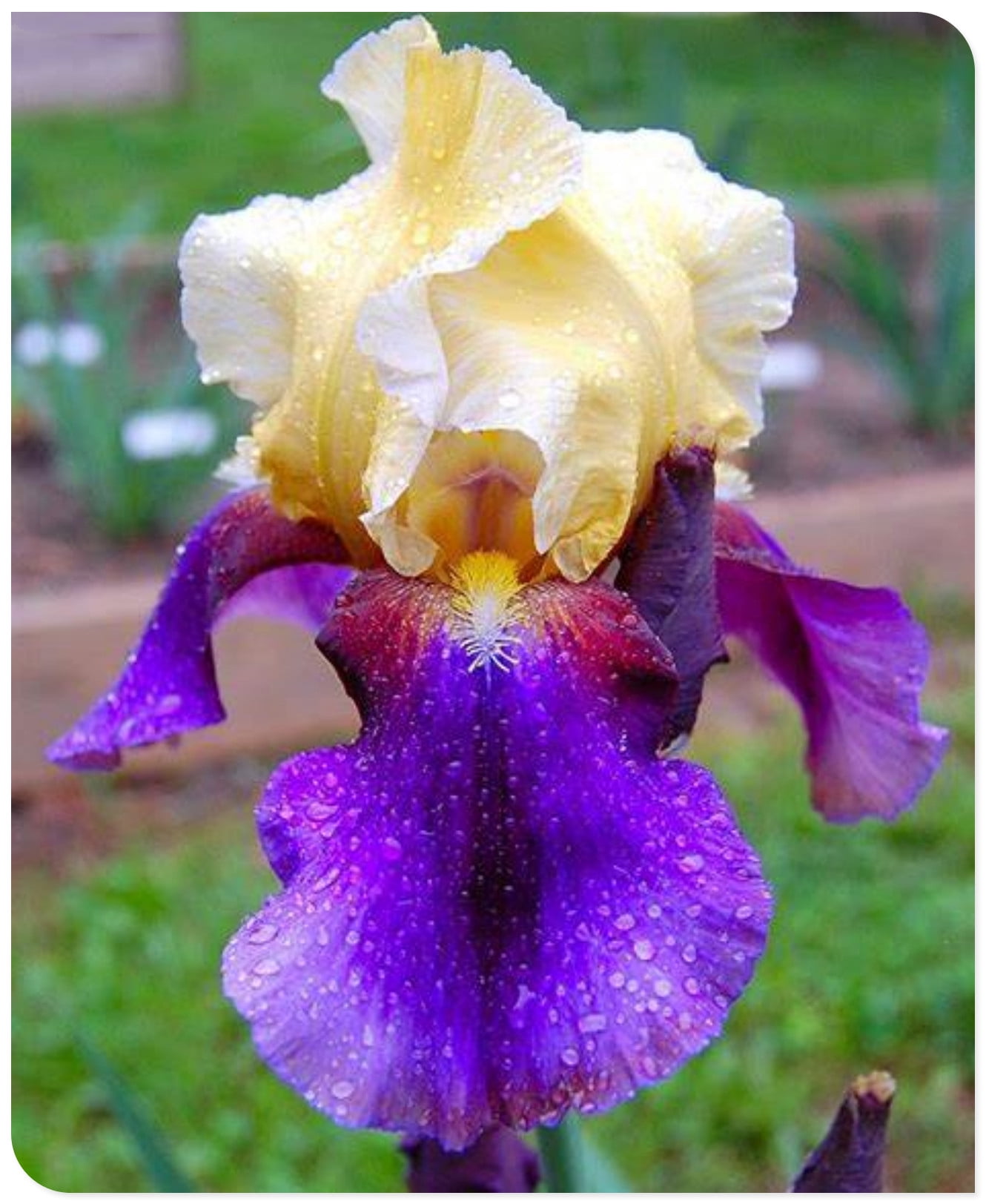 Iris - Tuber Planting Potted Planting Ornaments for Beginners Perennial ...