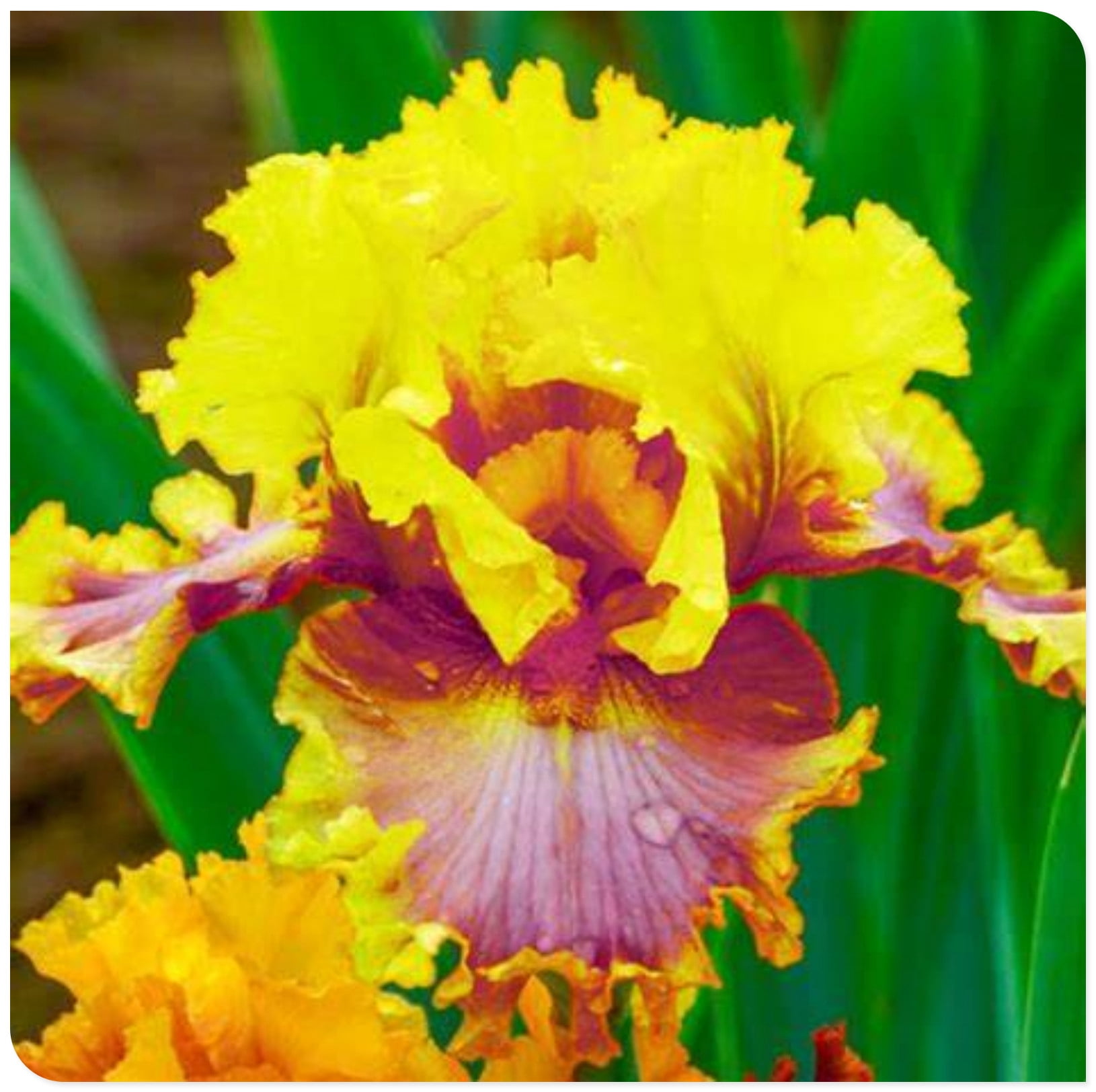 Iris - Tuber Planting Potted Planting Ornaments for Beginners Perennial ...
