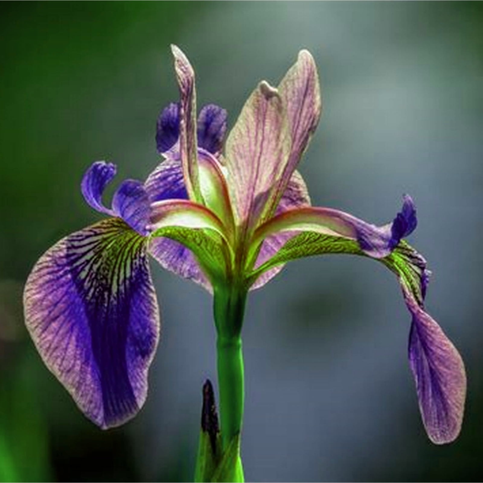 Iris/Unique Flowers/Perfect Choice for Home Decoration/Surprise Gift ...