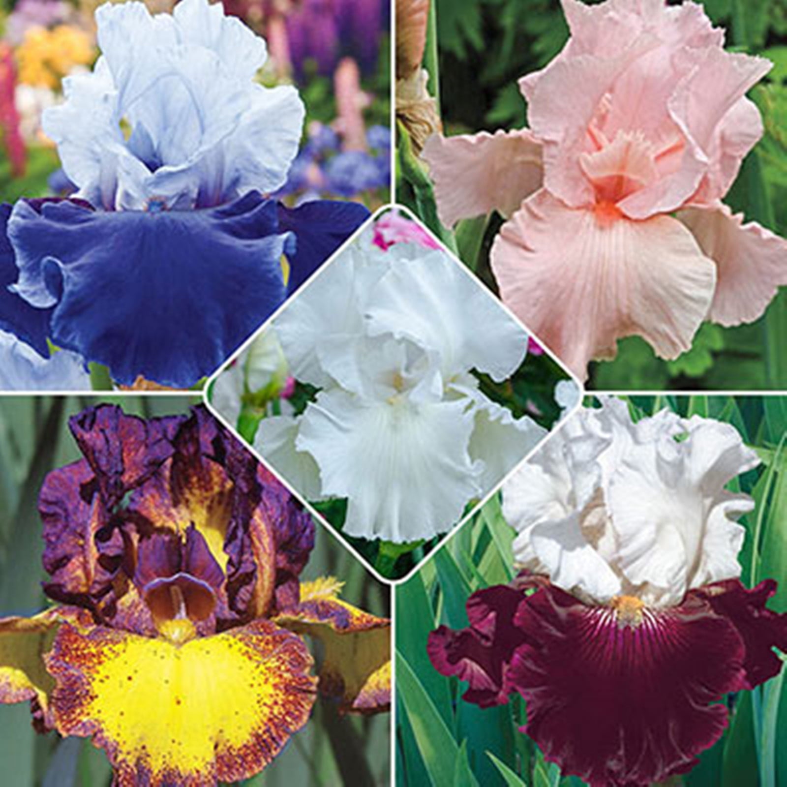 Iris. Unique natural form. Beautify the environment. Surprise gift - Walmart.com