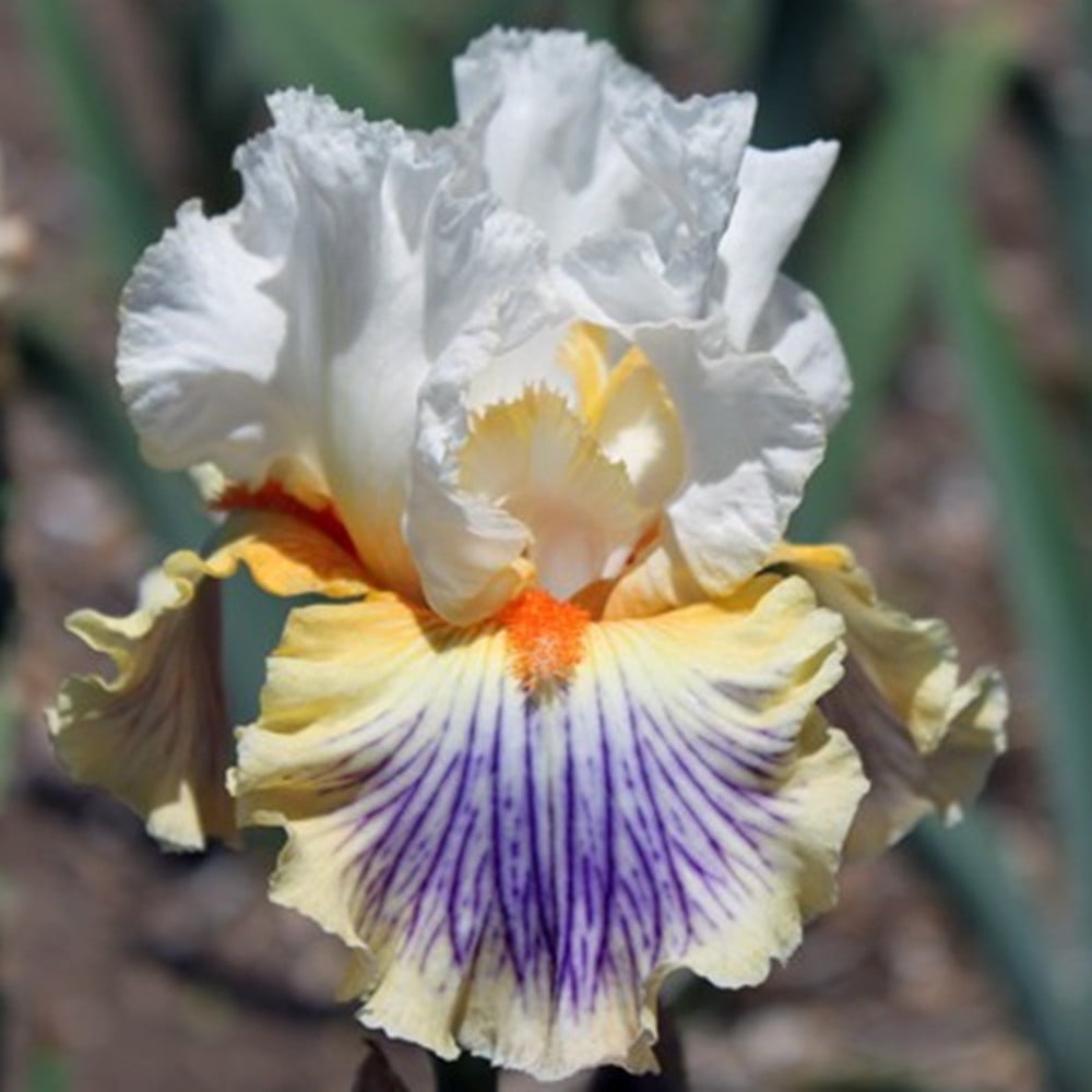 Iris. Unique natural form. Beautify the environment. Surprise gift - Walmart.com